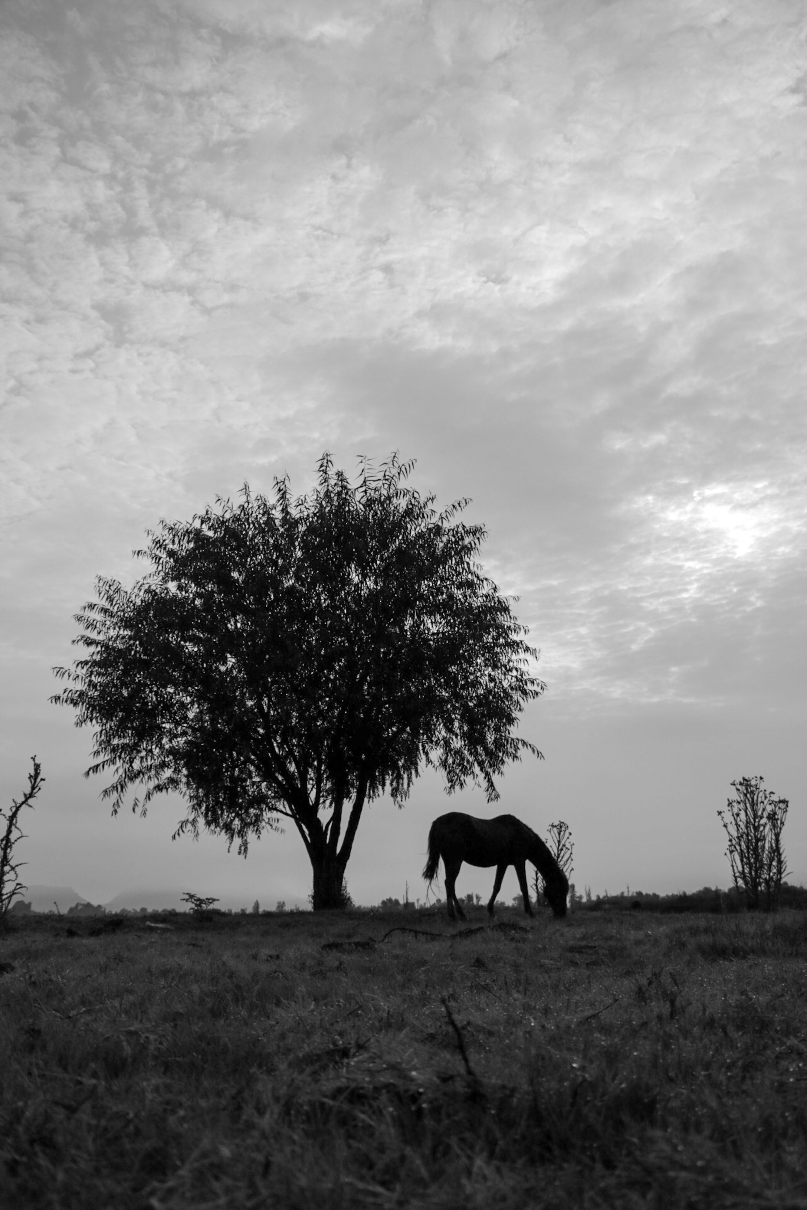 Tree and Horse on Meadow · Free Stock Photo