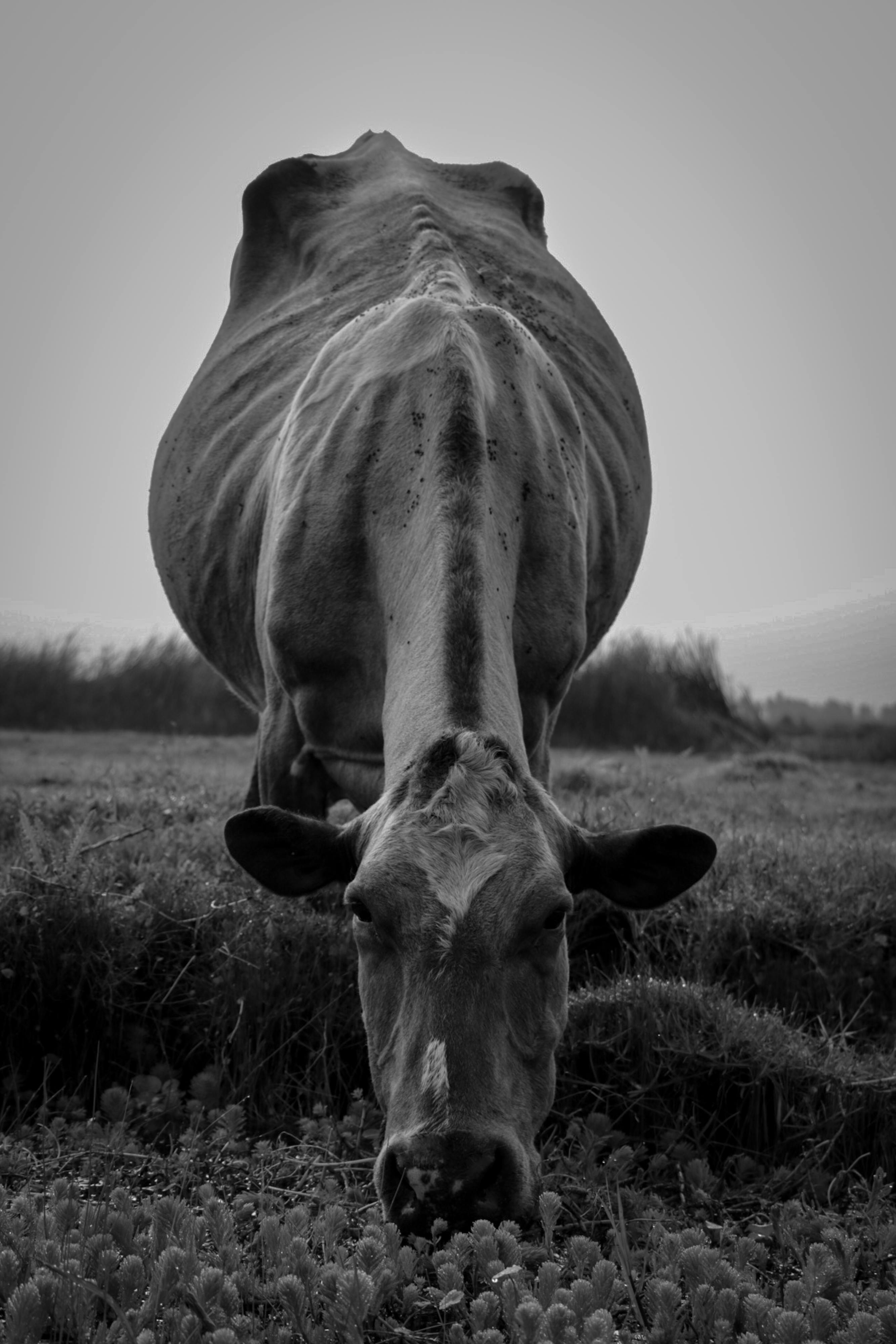6.000+ Foto Karapan Sapi Terbaik · Unduh Gratis 100% · Foto Stok Pexels