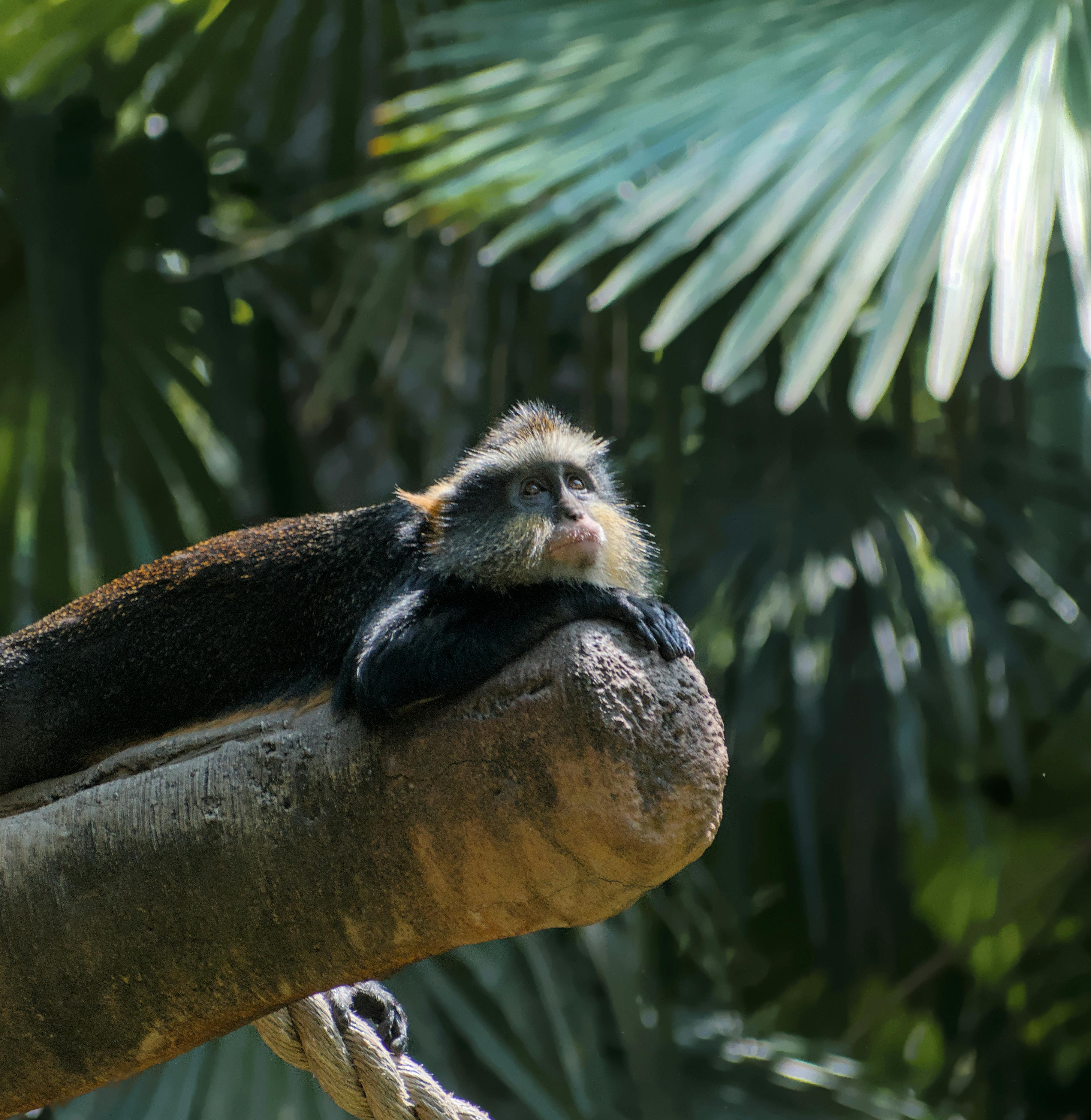 Pondering Primate · Free Stock Photo