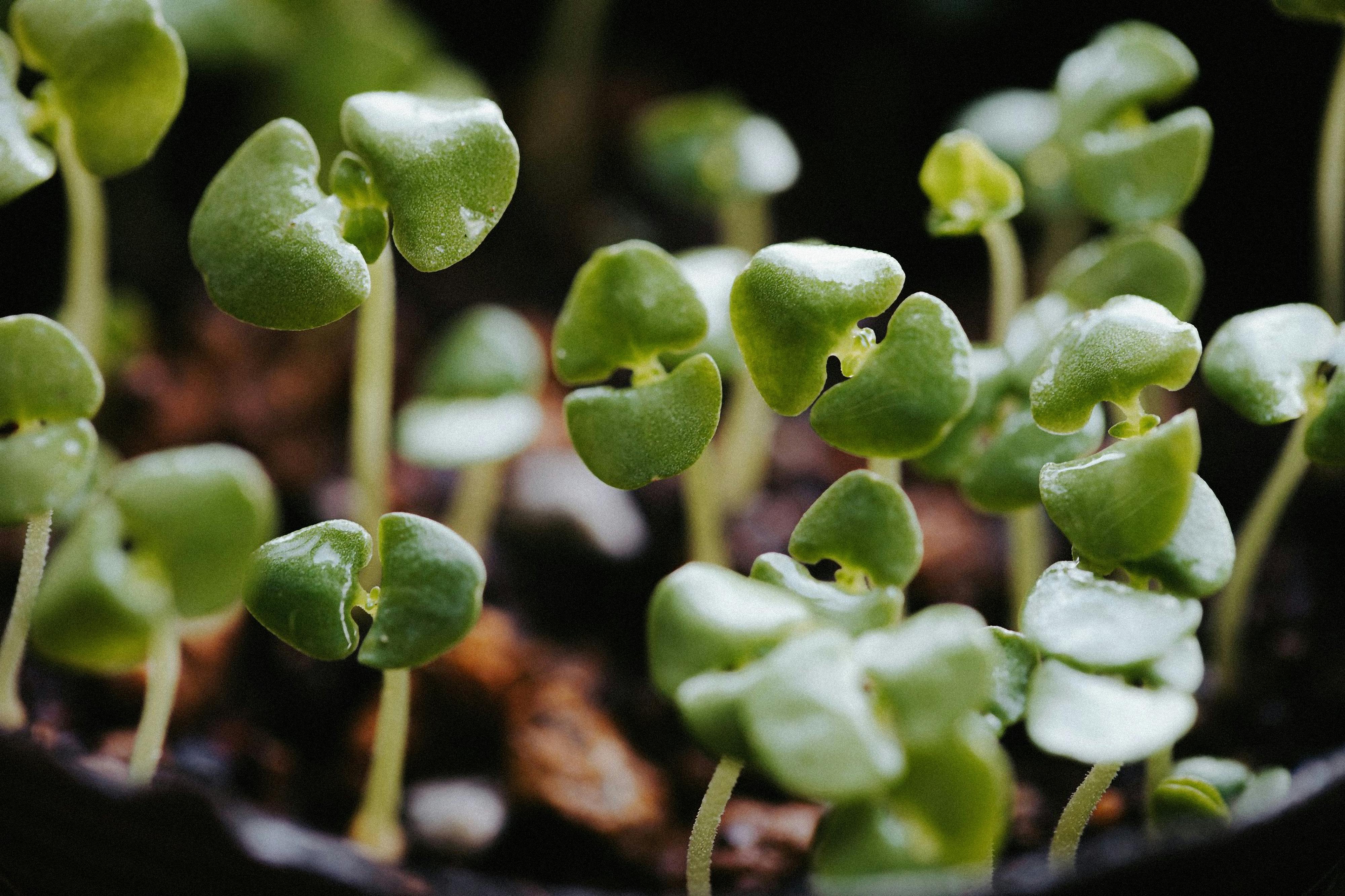 Close-up of Green Sprouts · Free Stock Photo