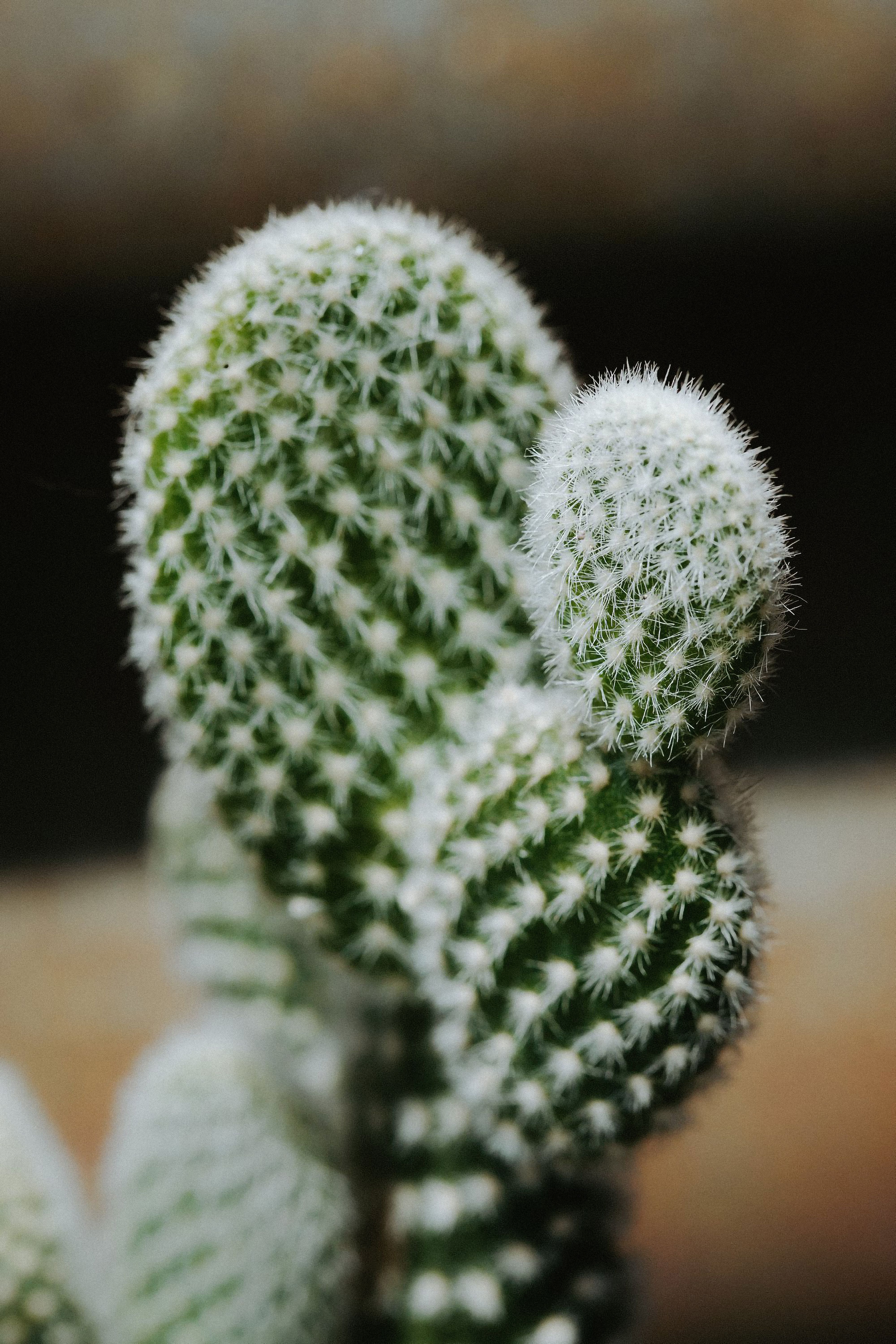Fuzzy Cactus Photos, Download The BEST Free Fuzzy Cactus Stock Photos ...