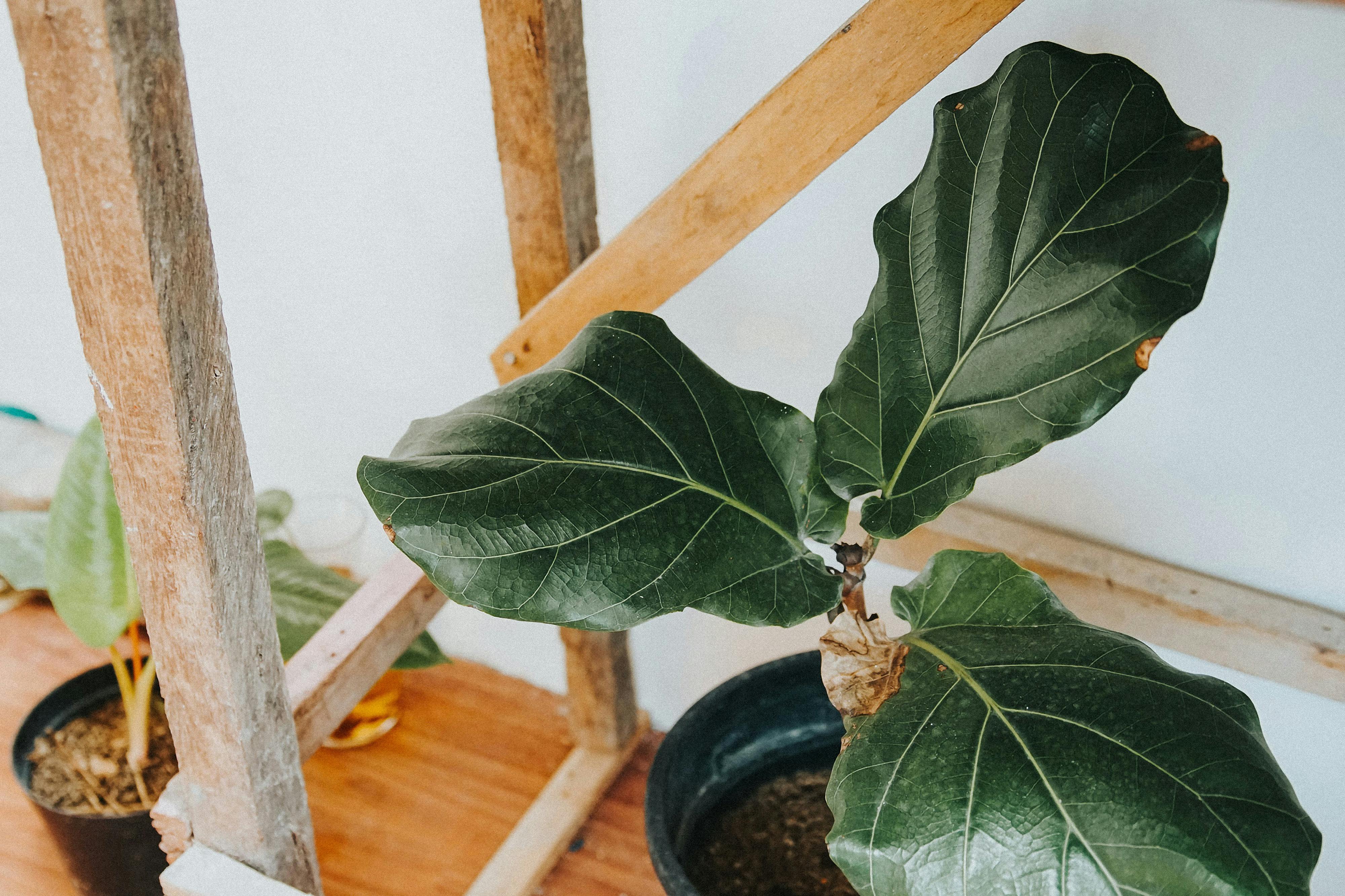 Small Fiddle Leaf Fig Plant: A Comprehensive Guide