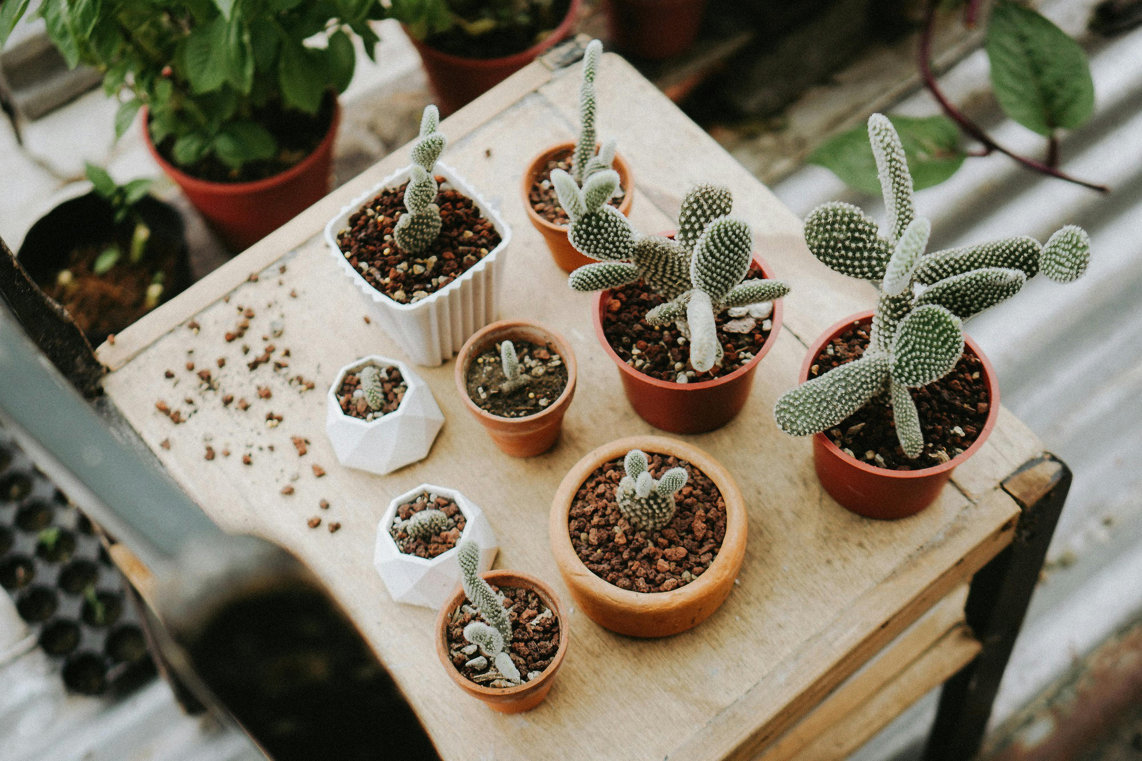 View of Prickly Pear Cacti in Pots Standing on a Table · Free Stock Photo
