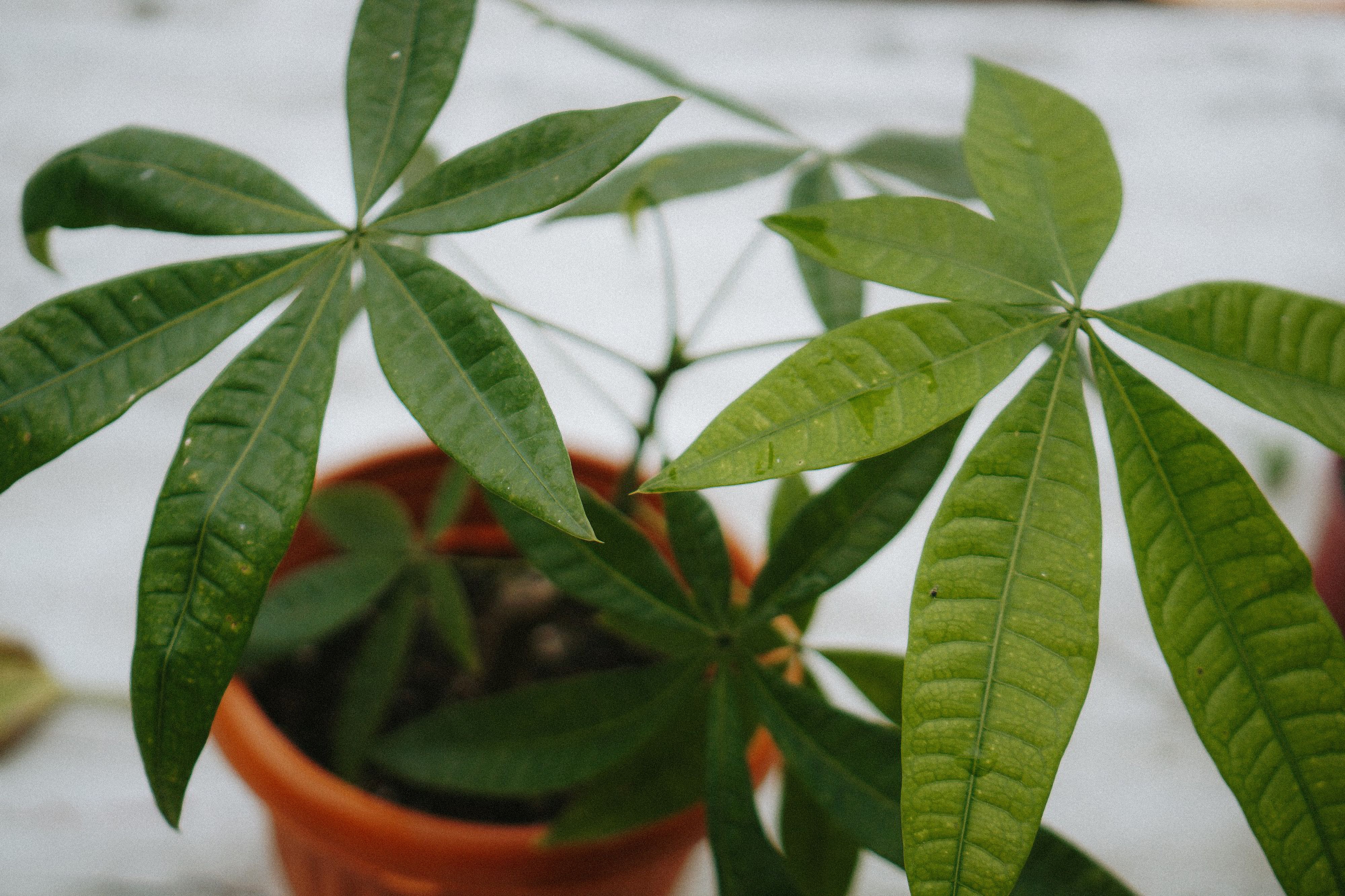 Close-up of Malabar Chestnut in a Pot · Free Stock Photo