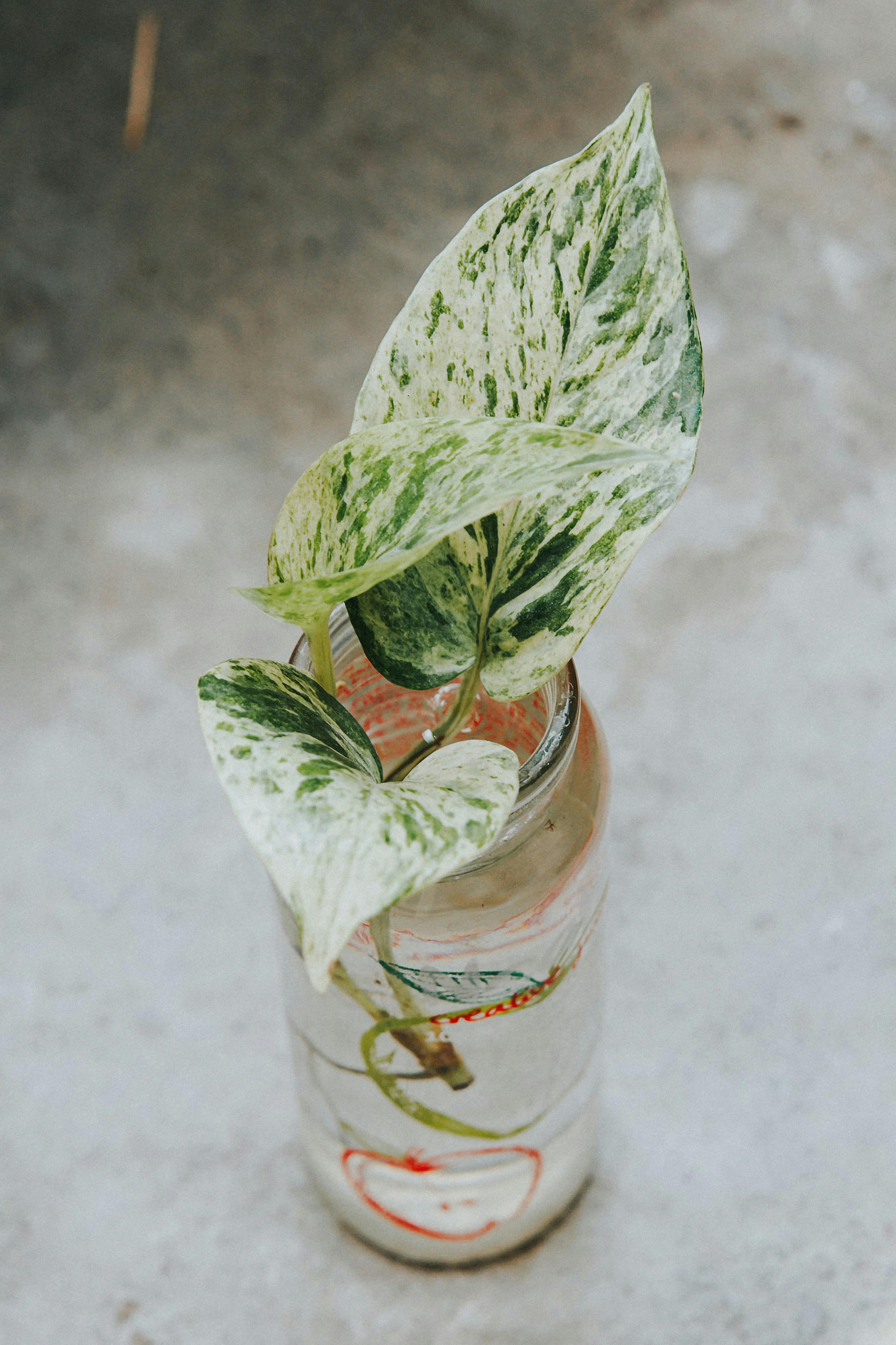 Close-up of Leaves of Epipremnum Marble Queen Plant in a Jar · Free ...