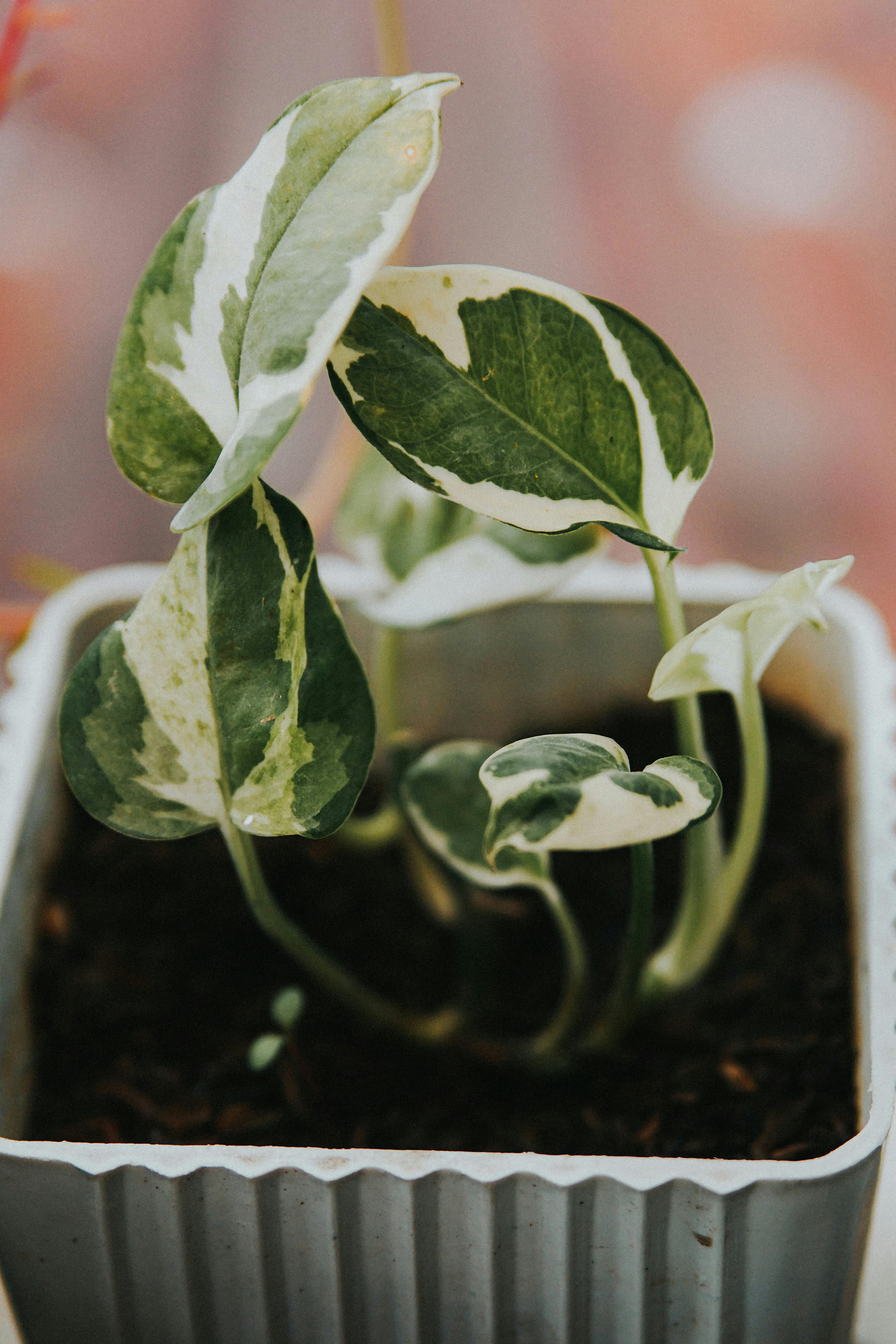 Foto profissional gratuita de amantes de plantas, beleza natural ...