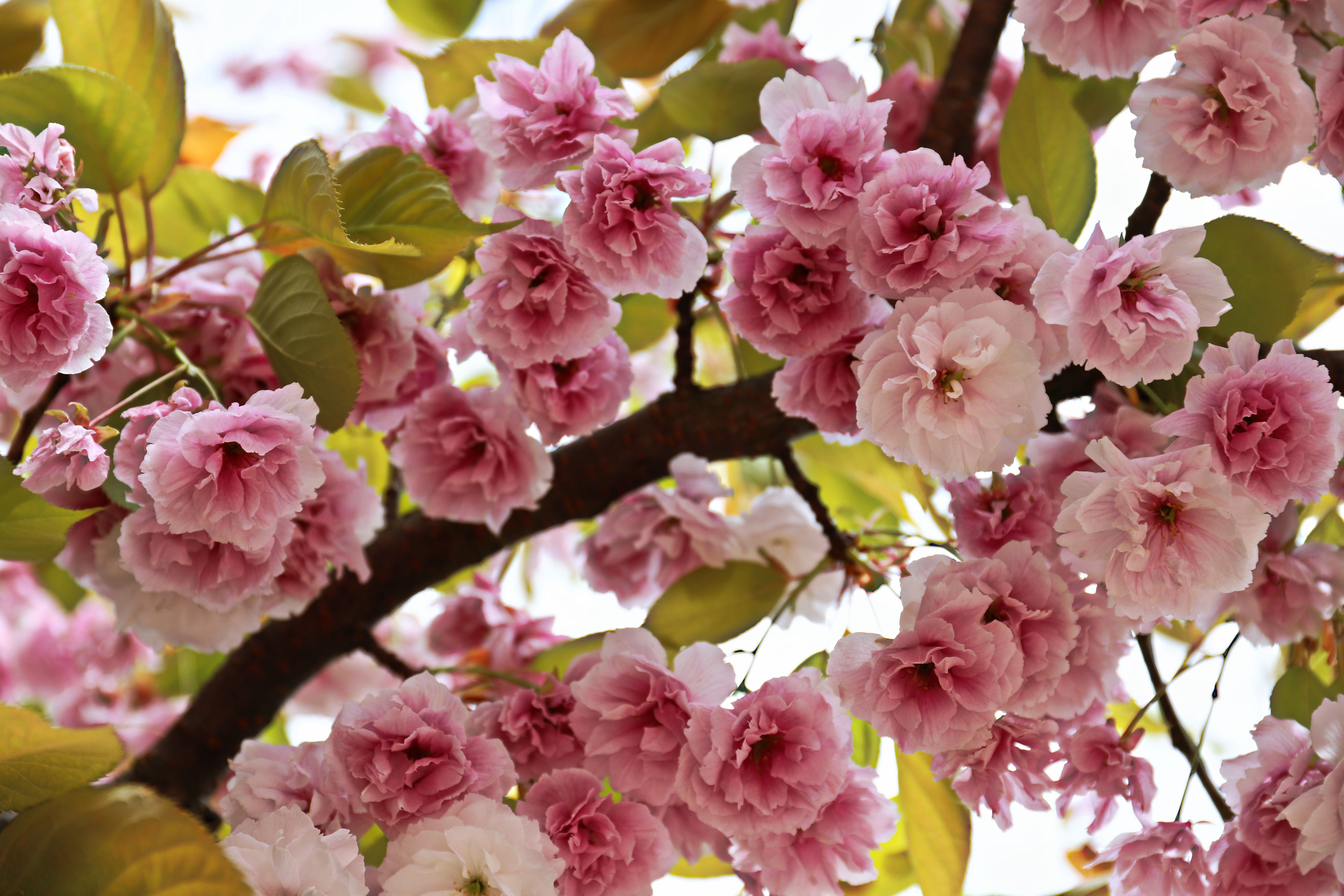 Close-up of a Cherry Blossom · Free Stock Photo