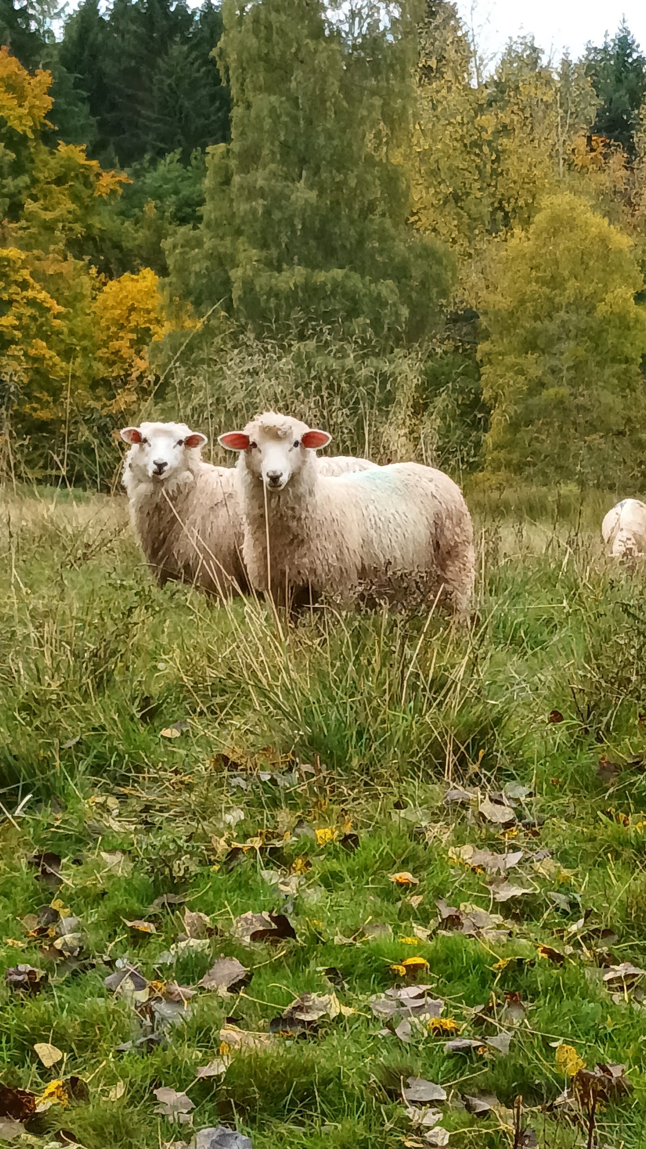 Sheep Grazing on a Pasture in Autumn · Free Stock Photo