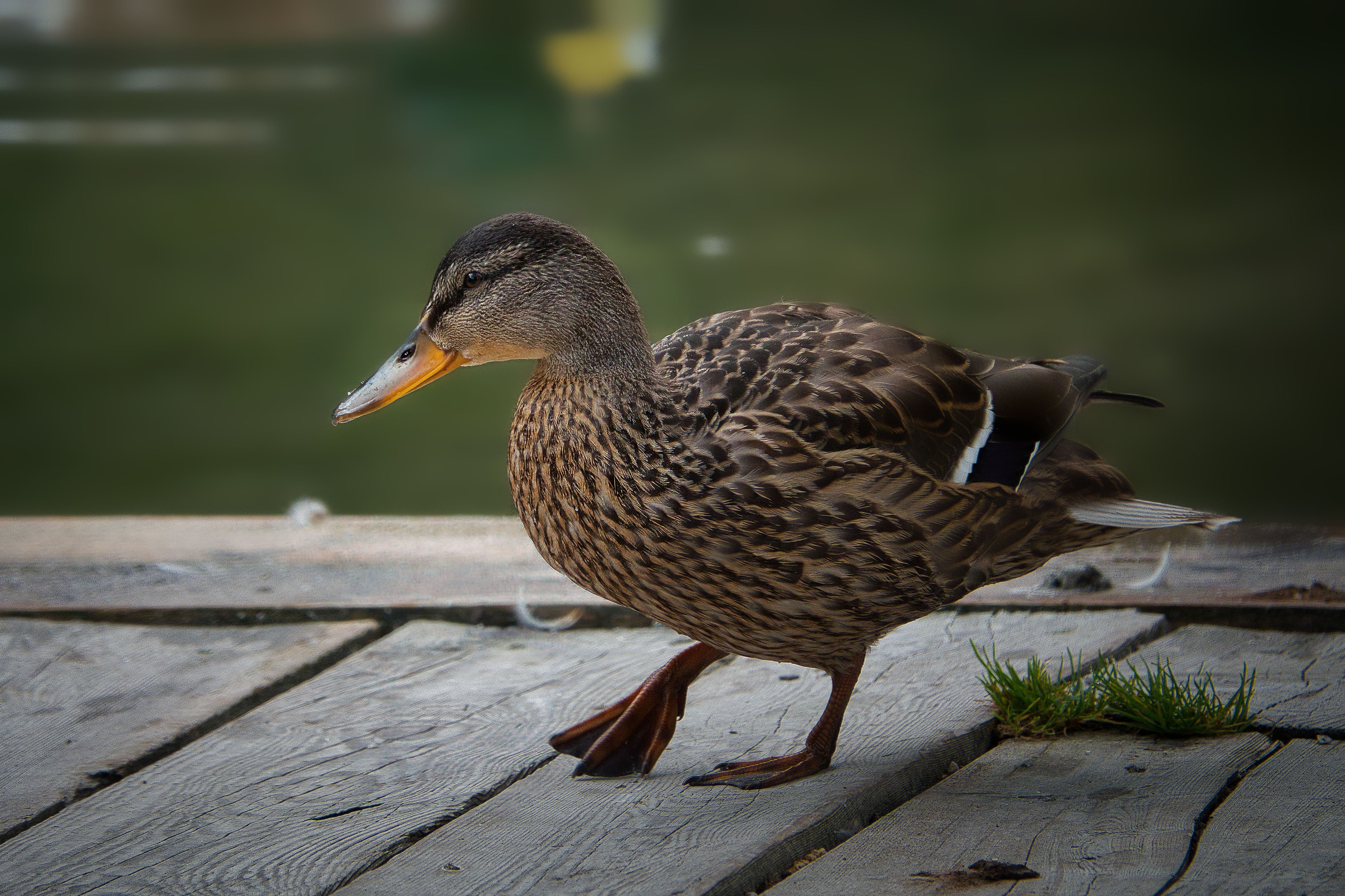 Closeup of a Duck on a Jetty · Free Stock Photo