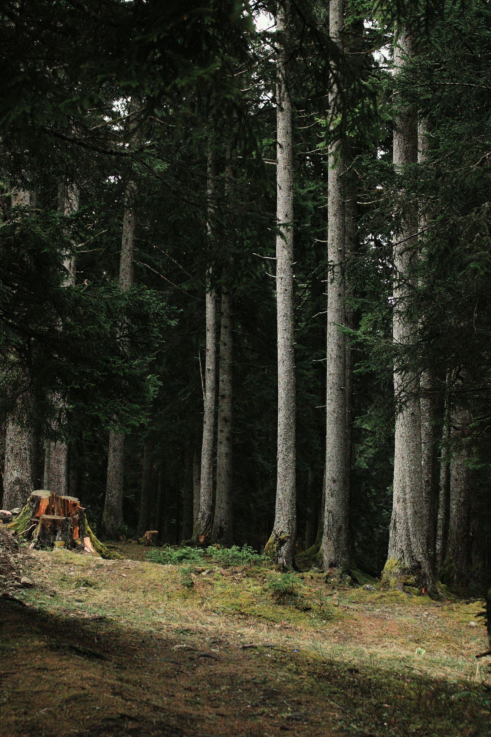 Large Trees in Forest · Free Stock Photo