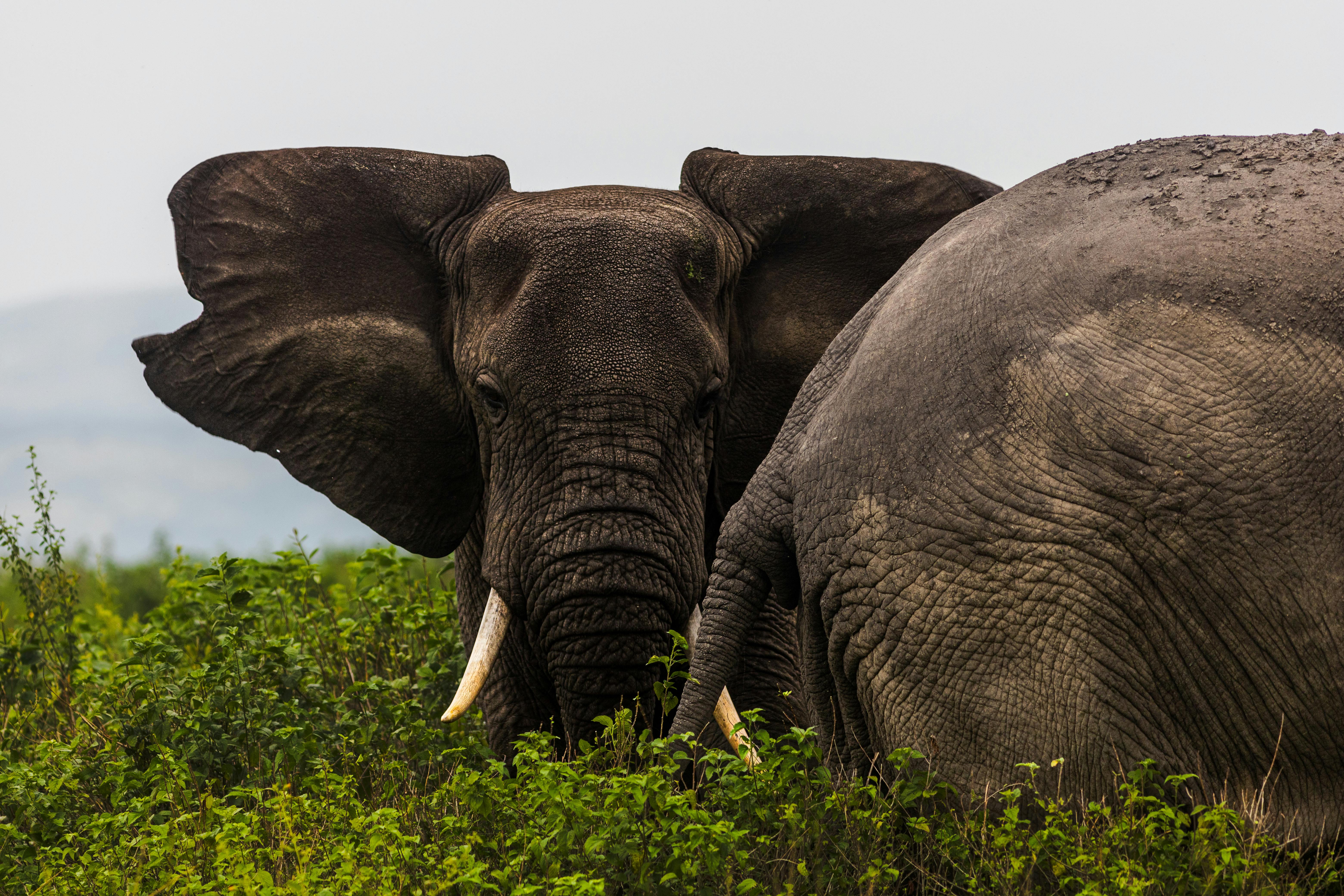 Elephants on Grassland · Free Stock Photo