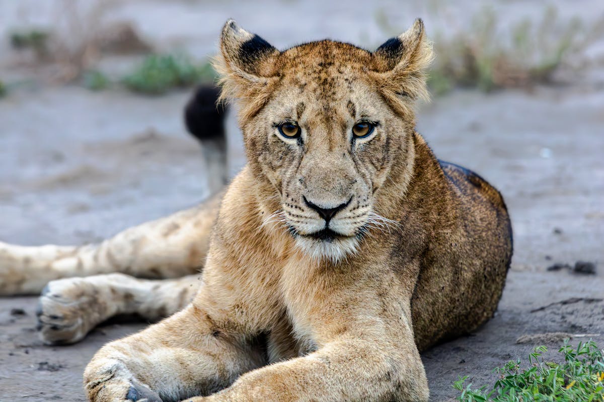 Liger Photos, Download The BEST Free Liger Stock Photos & HD Images