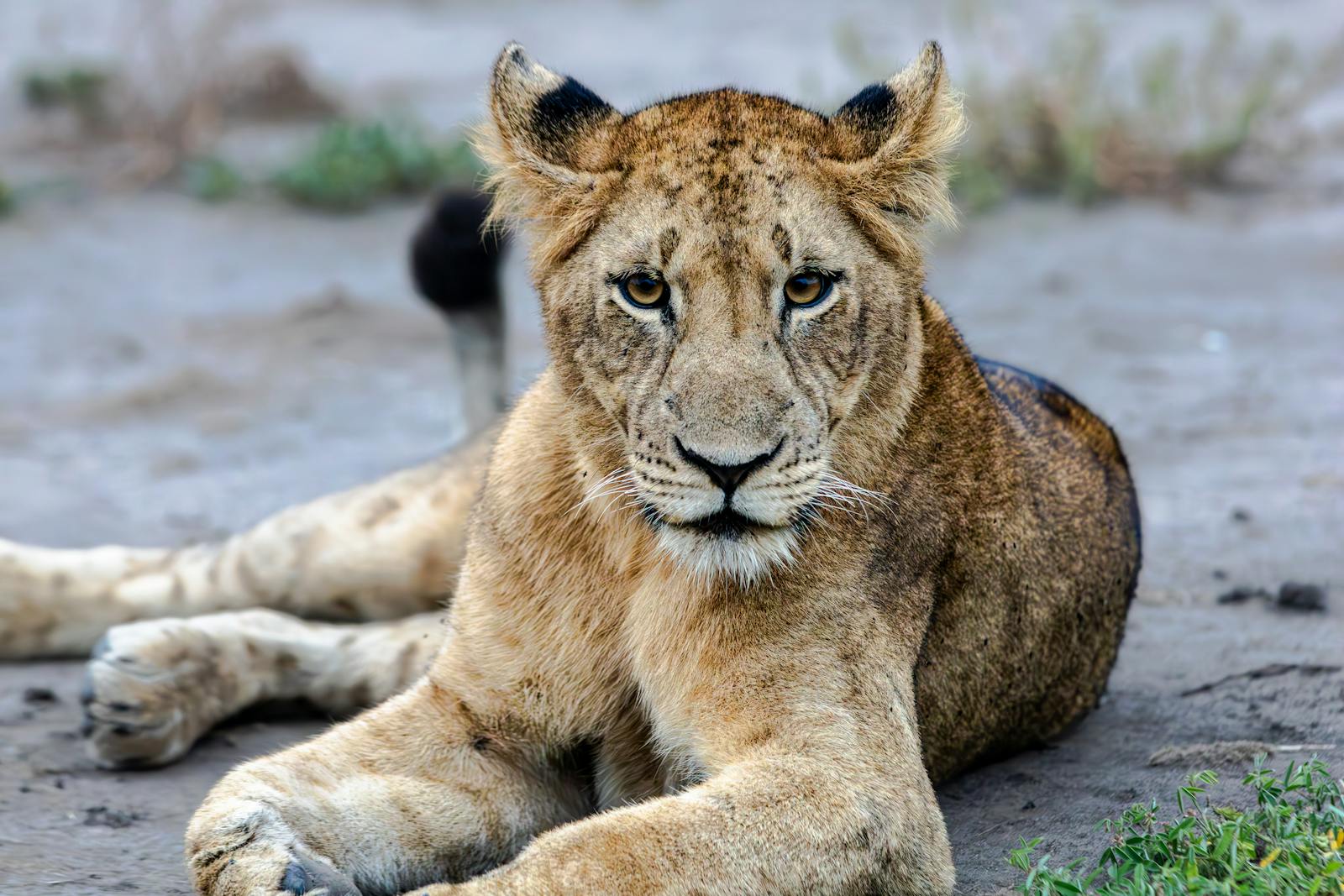 Liger Photos, Download The BEST Free Liger Stock Photos & HD Images