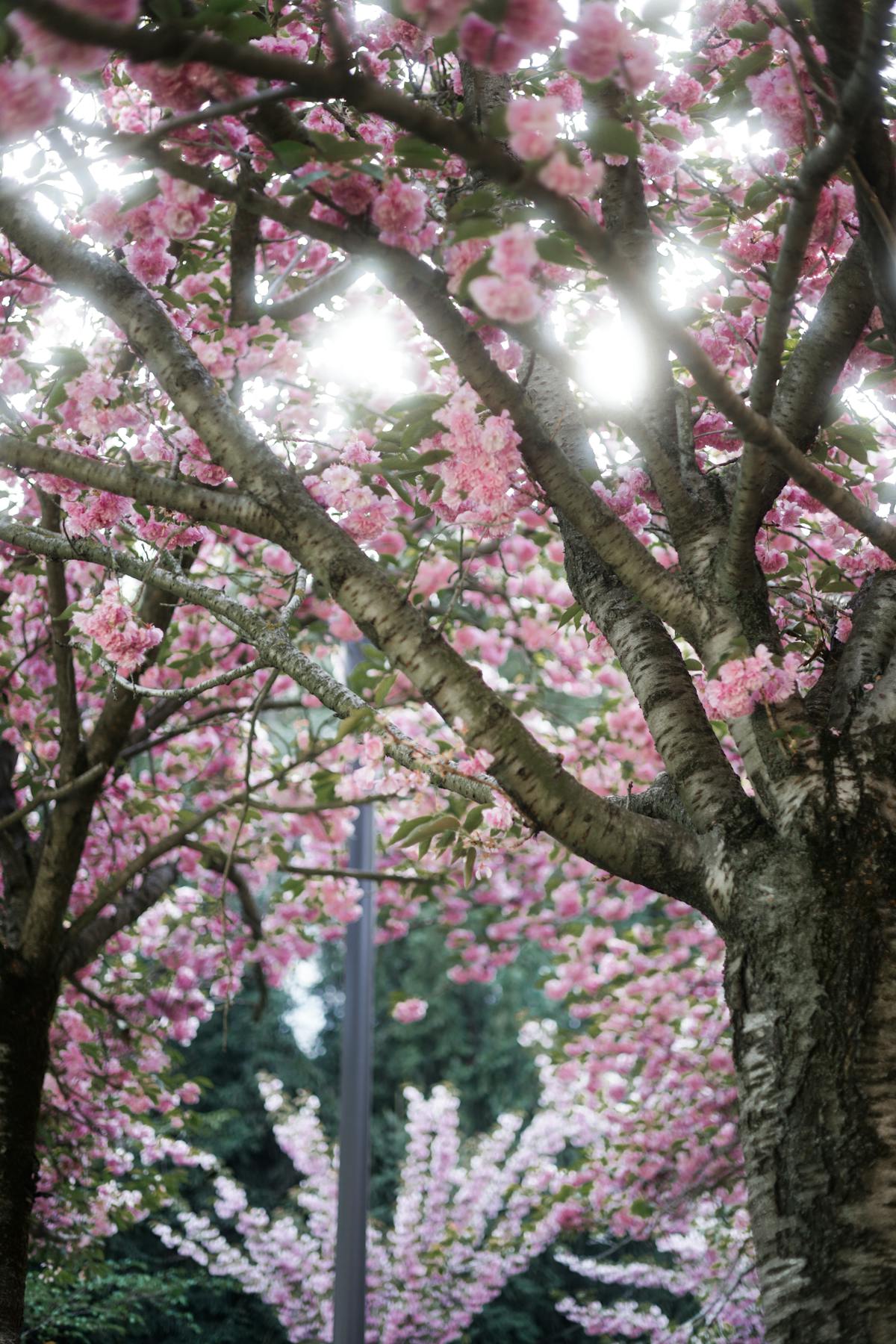 Pink Lockscreen Photos, Download The BEST Free Pink Lockscreen Stock ...