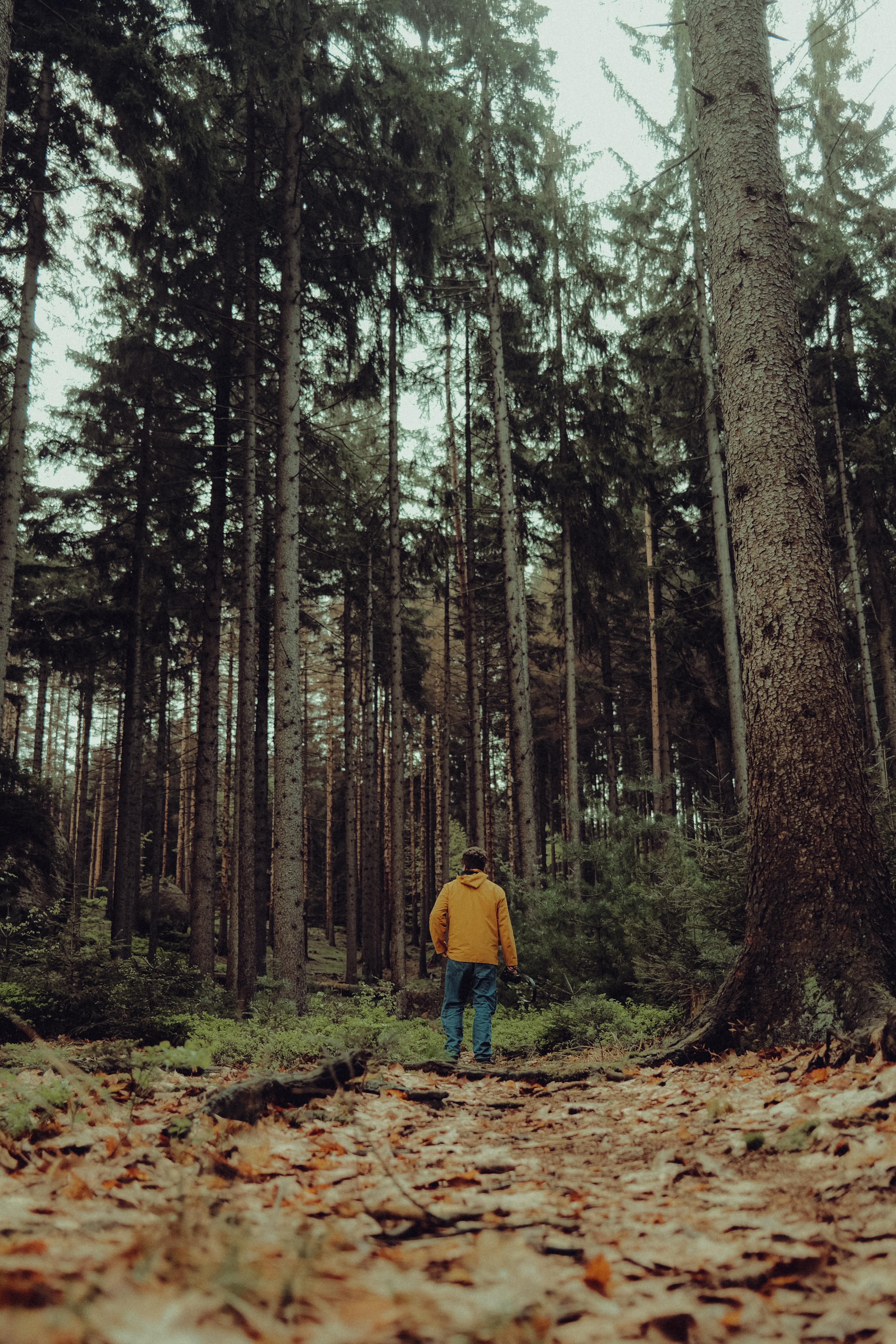 Man Among Trees in a Forest · Free Stock Photo