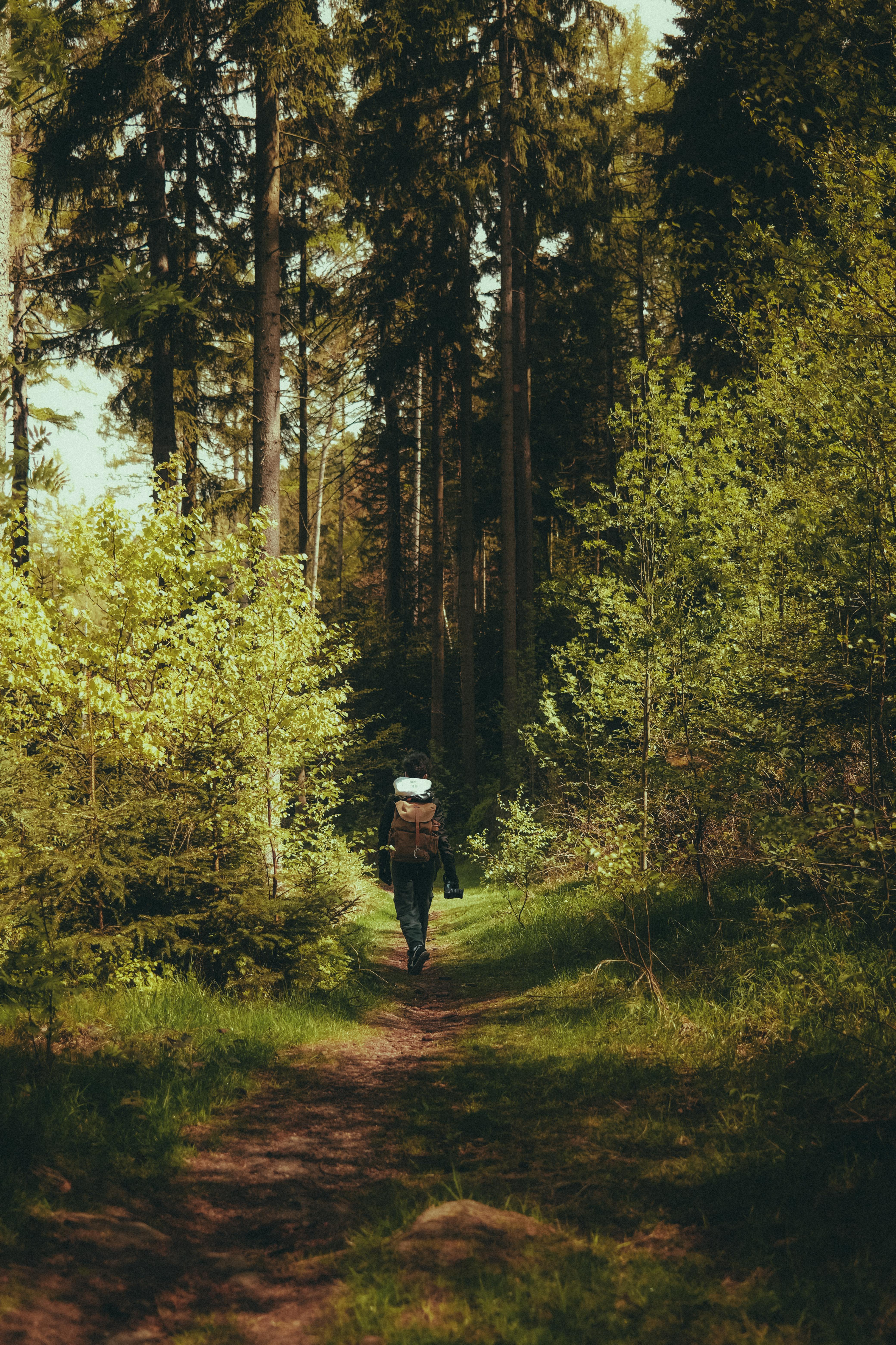 A person walking down a path in the woods · Free Stock Photo