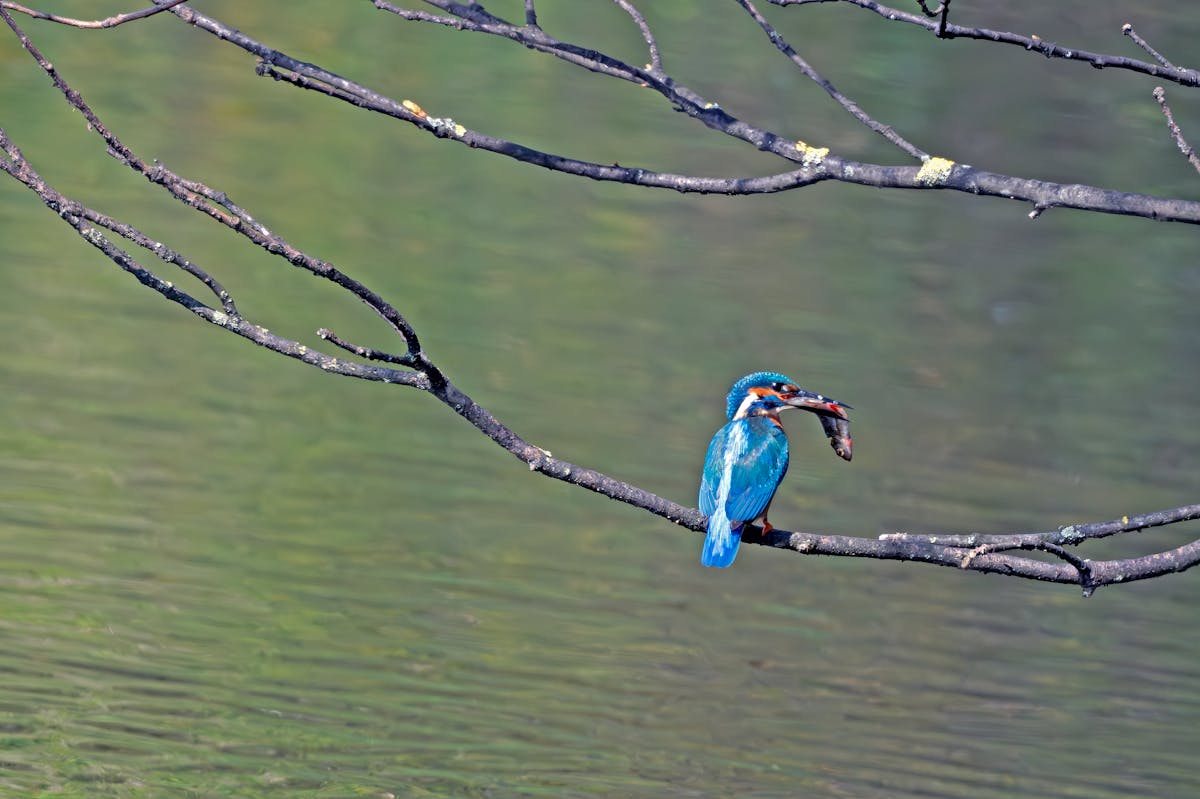 Beta Fish Photos, Download The BEST Free Beta Fish Stock Photos & HD Images