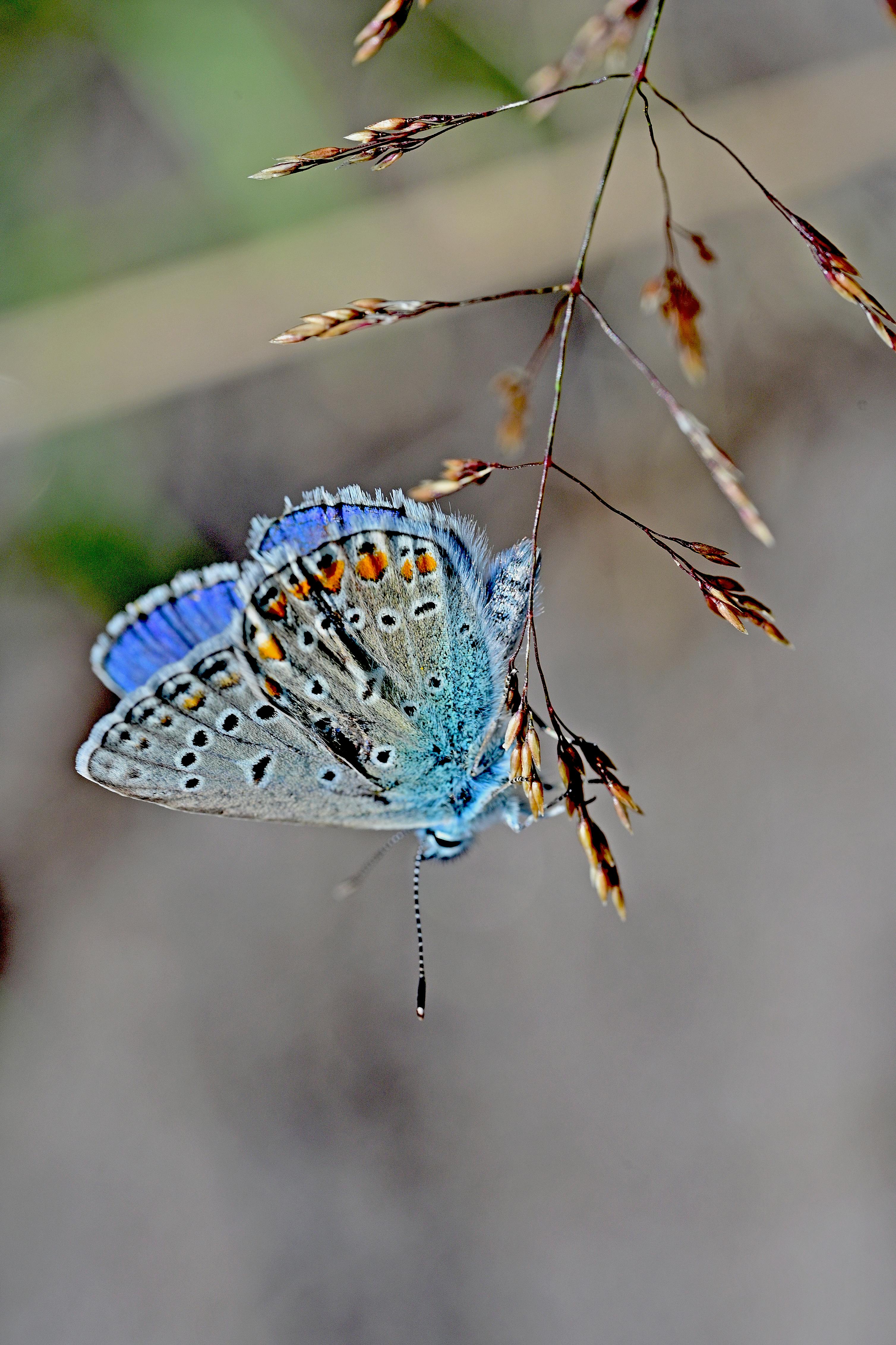 Common Blue Butterfly · Free Stock Photo