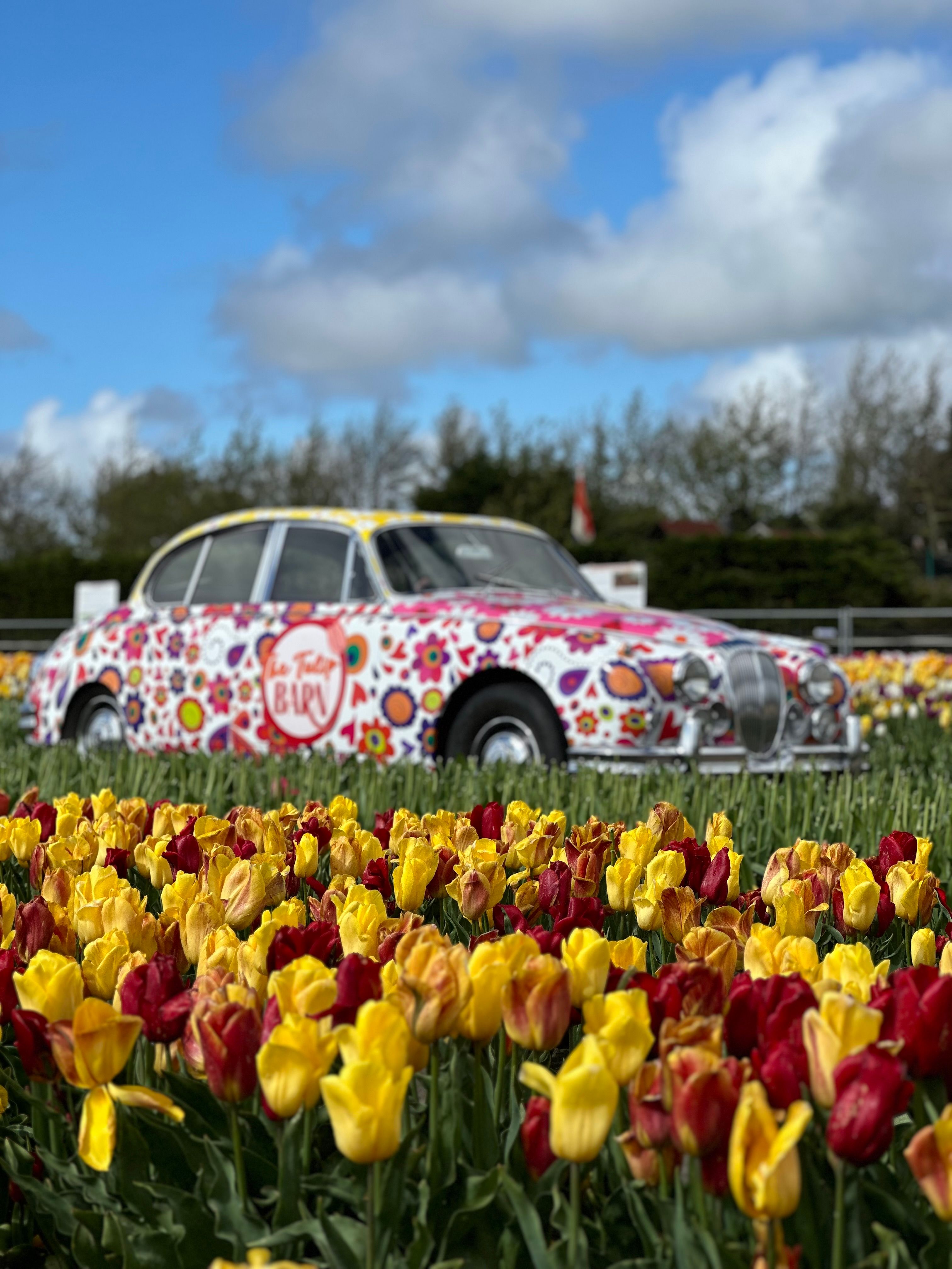 Bed of Red and Yellow Tulips with a Car in the Background · Free Stock ...