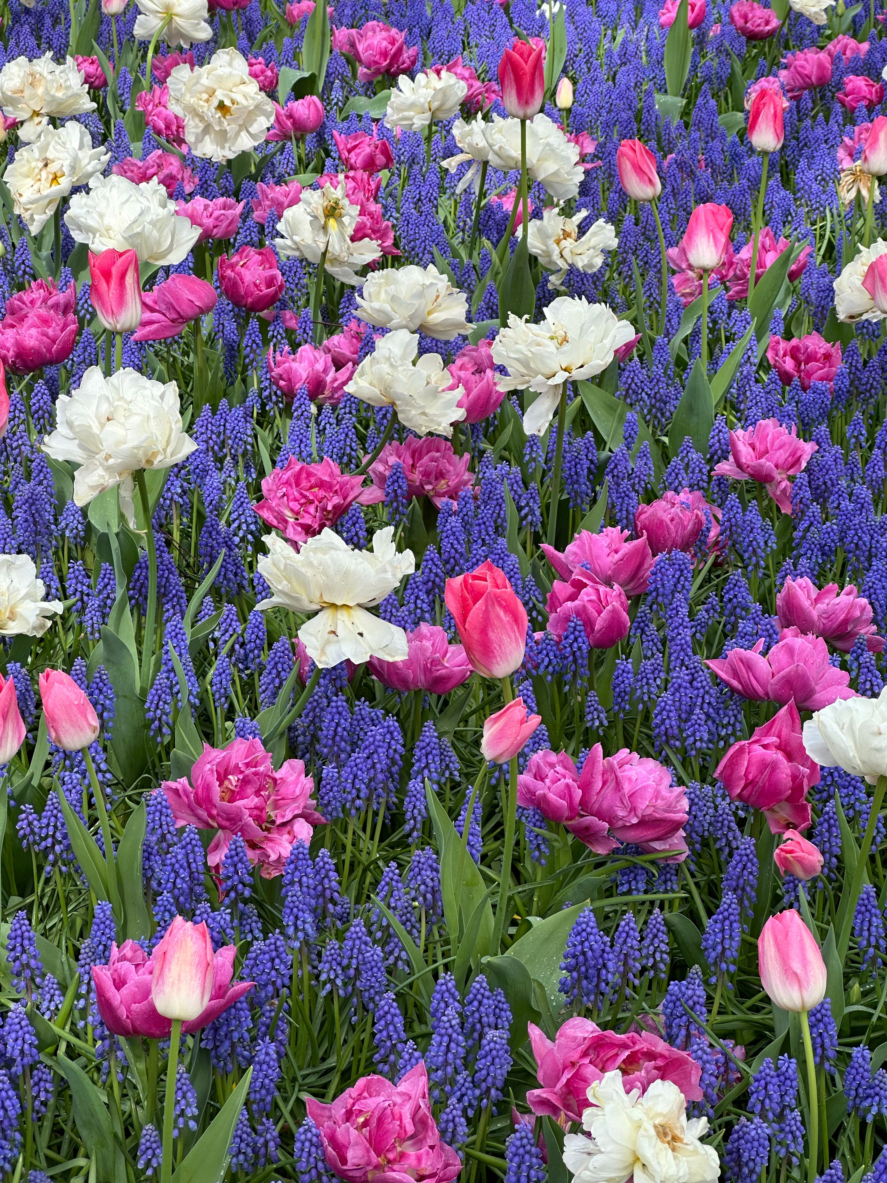 Photo gratuite de @extérieur, beauté naturelle, bio, blanc, botanique ...