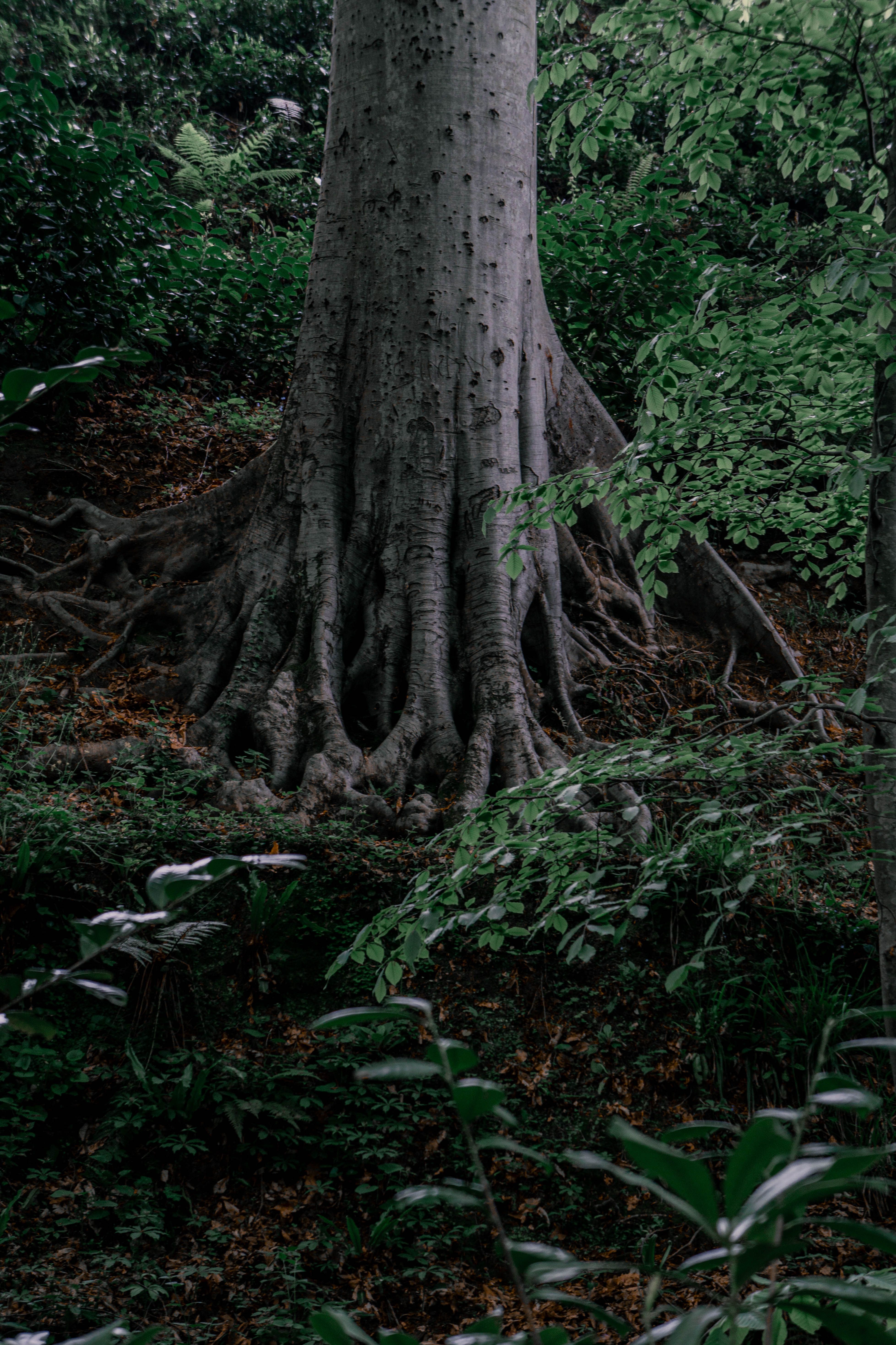 Tree in Summer · Free Stock Photo