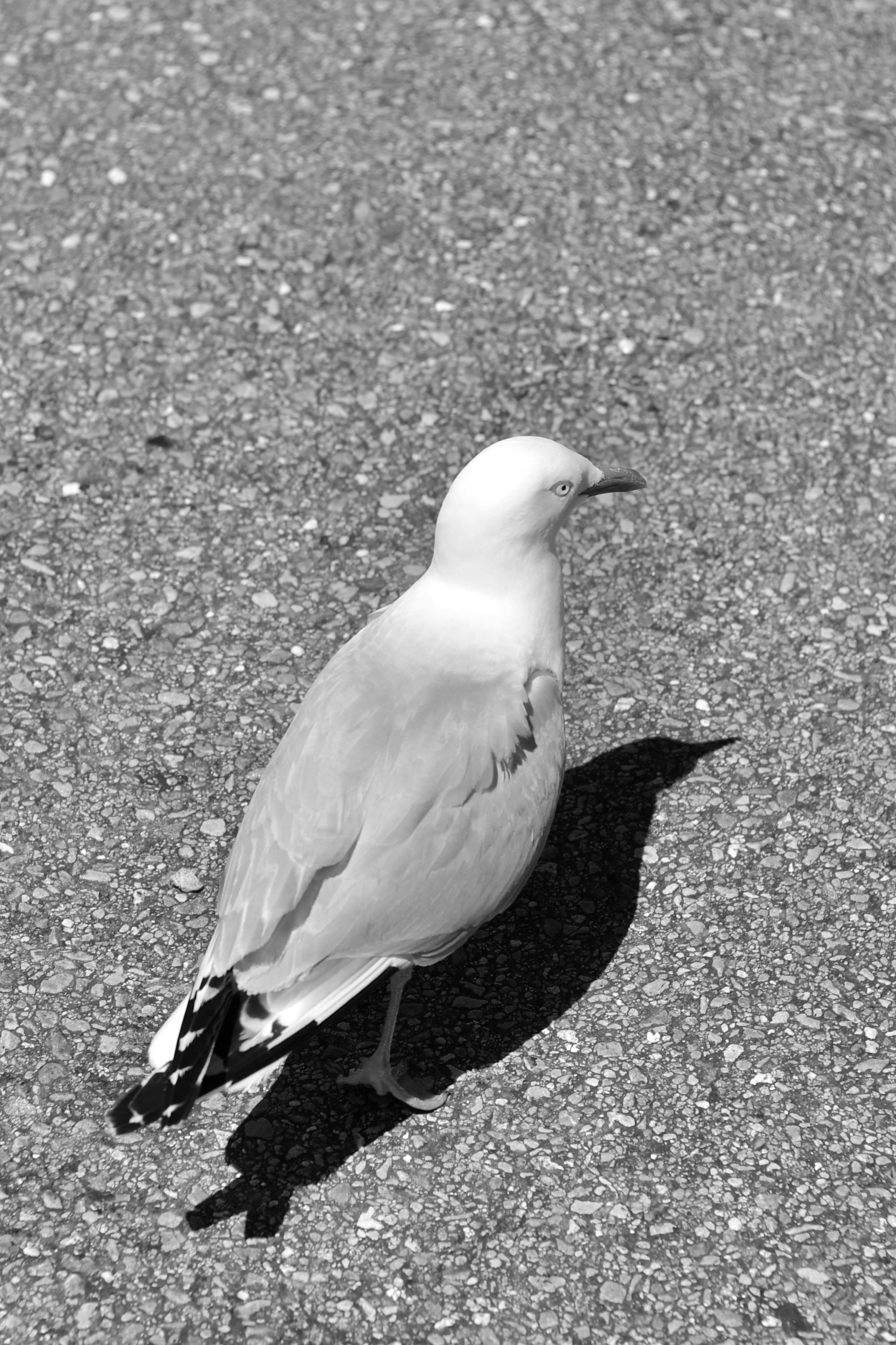 Seagull Casting Shadow · Free Stock Photo