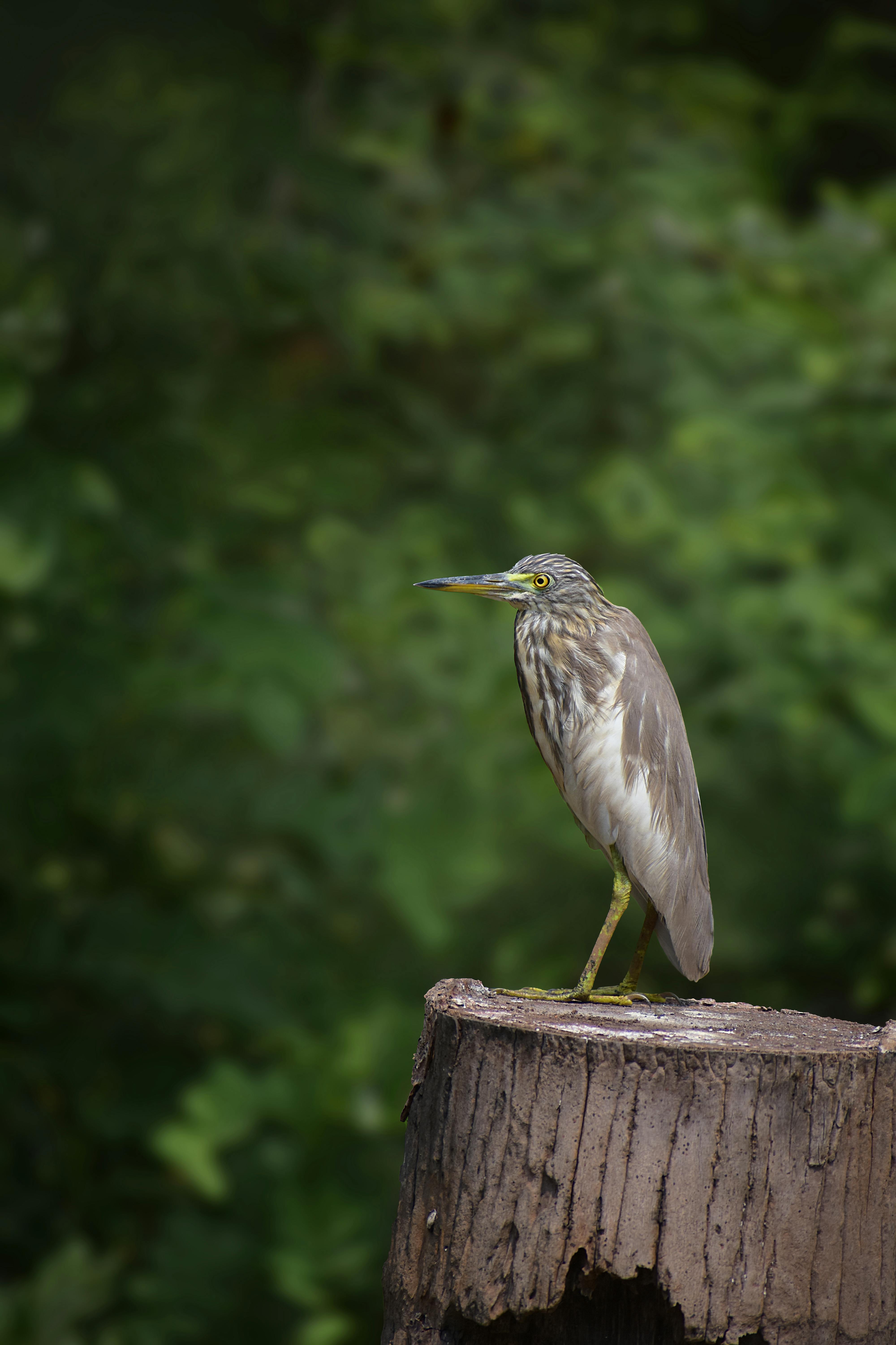 Wild Writing Photos, Download The BEST Free Wild Writing Stock Photos ... Wild Writing Photos, Download The BEST Free Wild Writing Stock Photos ...