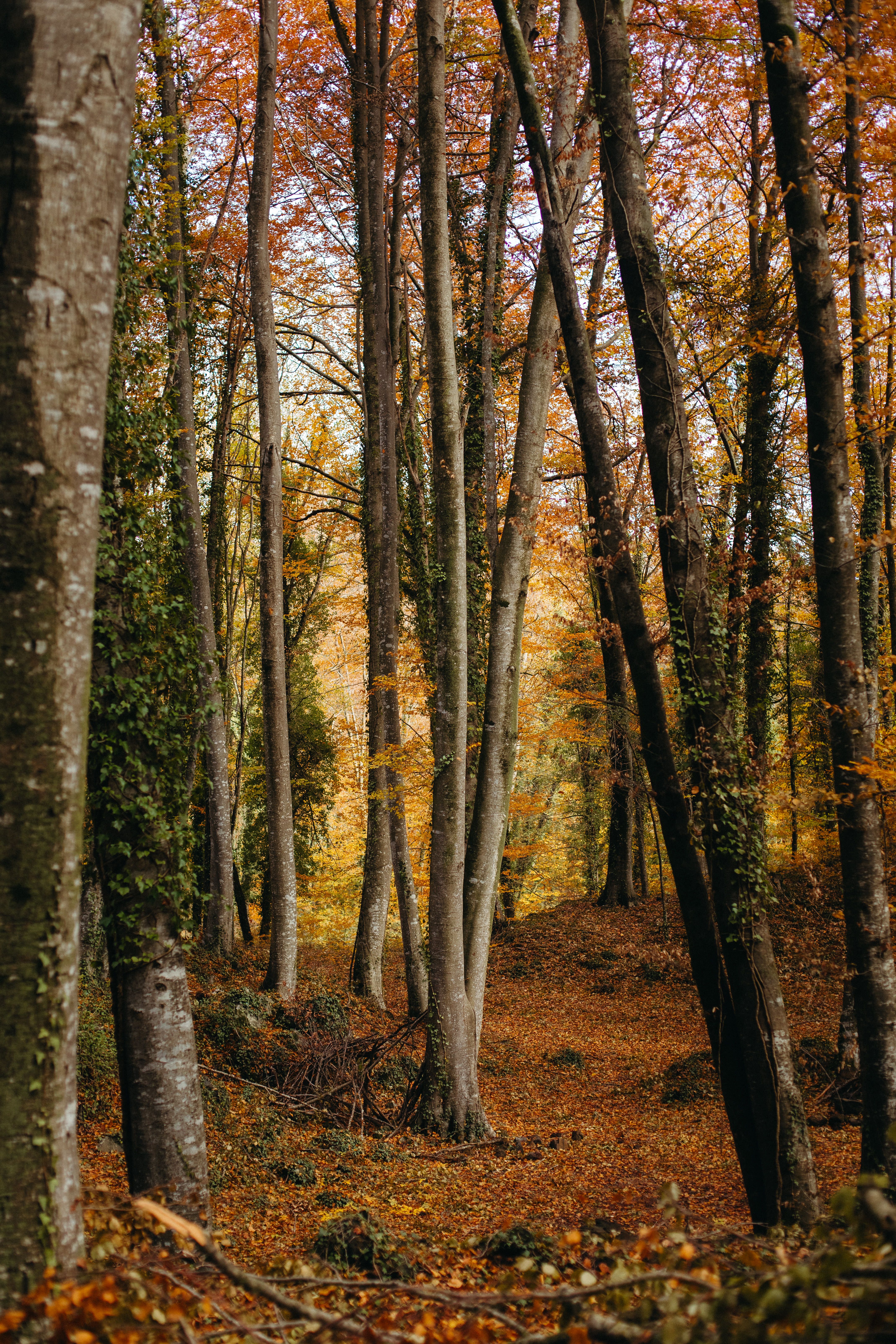 View of an Autumnal Fores · Free Stock Photo