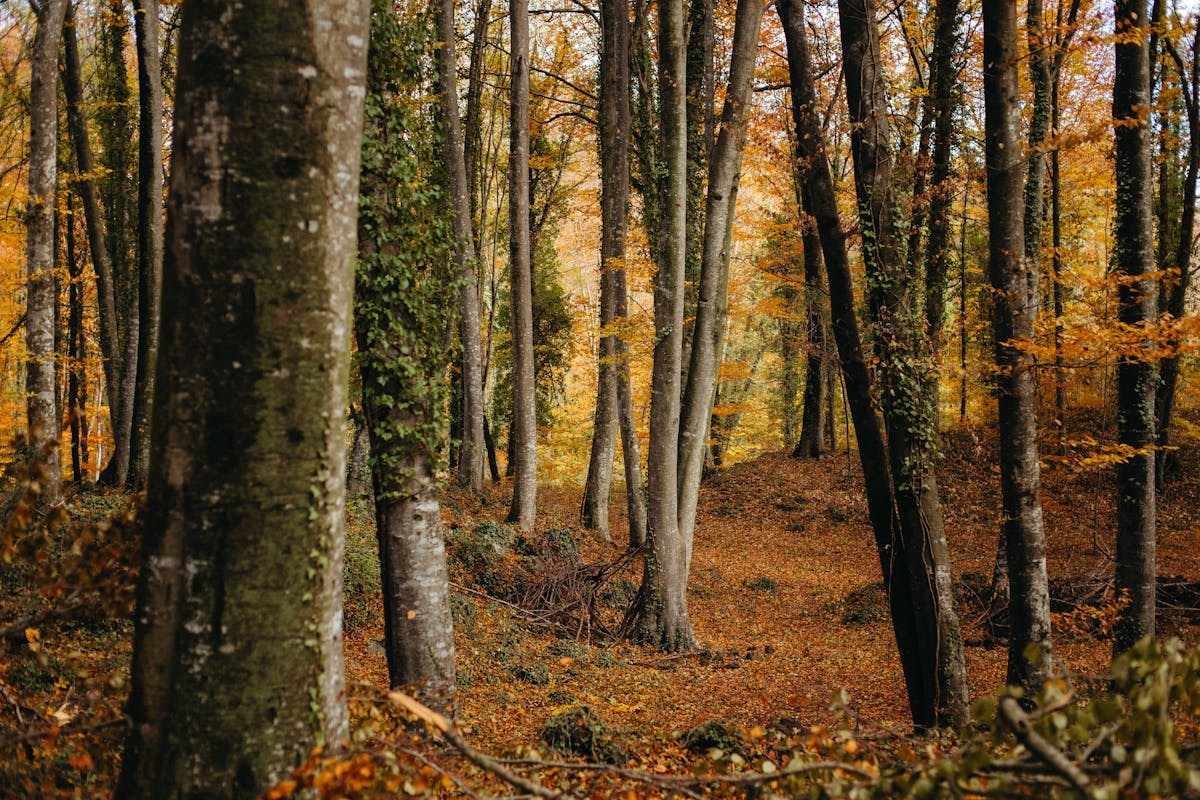 Fall Forest Photos, Download The BEST Free Fall Forest Stock Photos ...