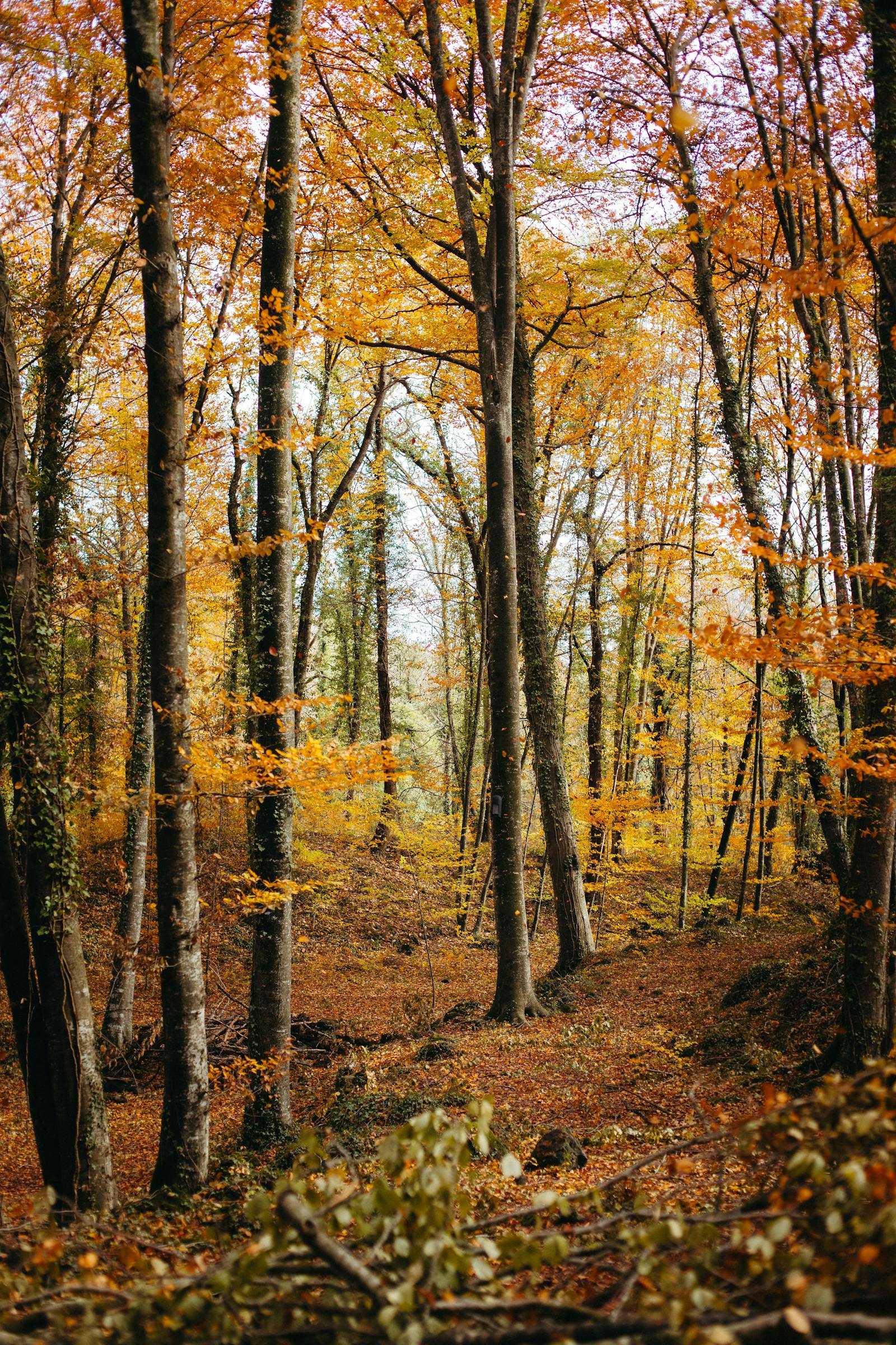Fall Forest Photos, Download The BEST Free Fall Forest Stock Photos ...
