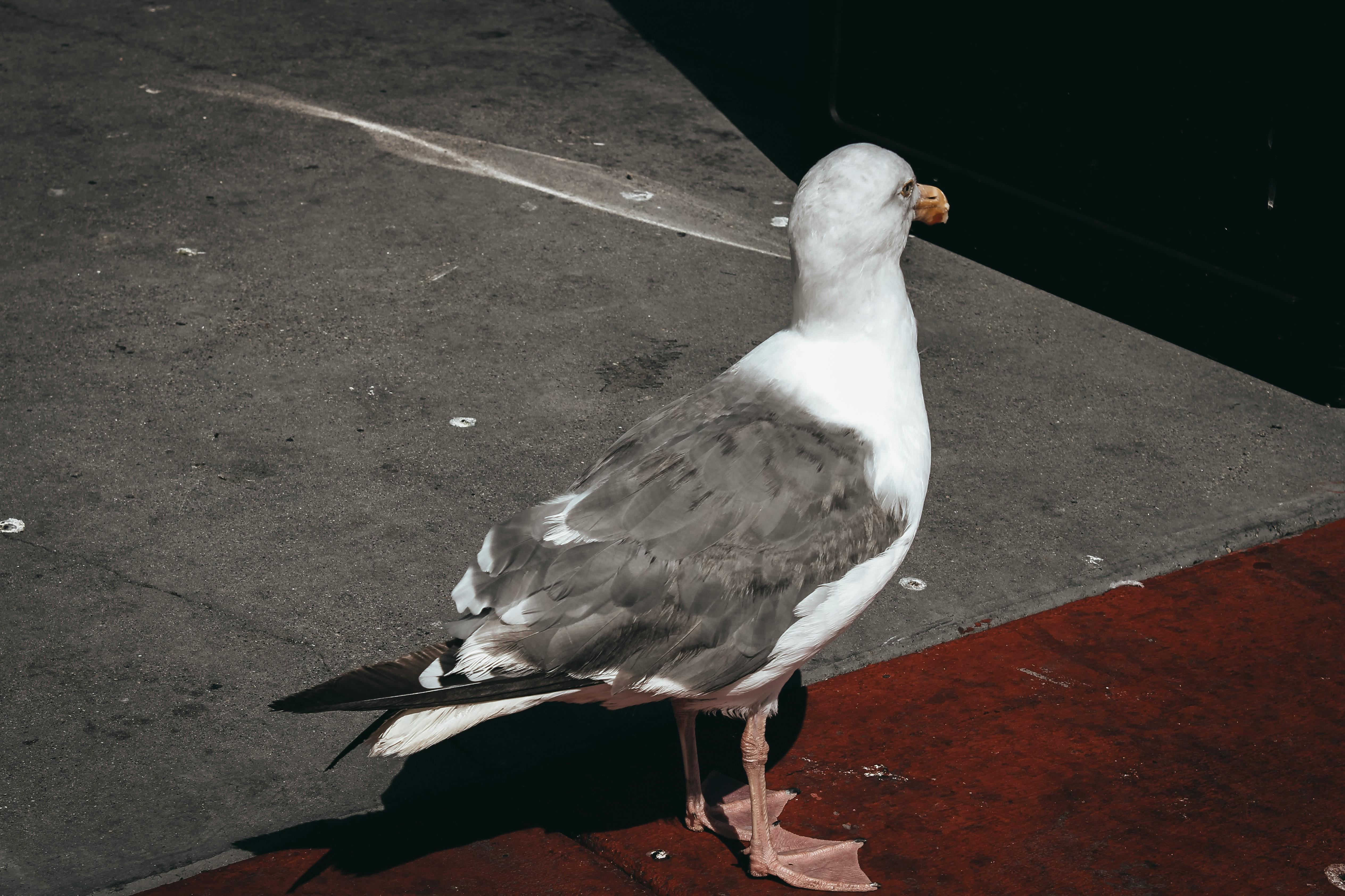 White Gull Flying Under White Clouds · Free Stock Photo