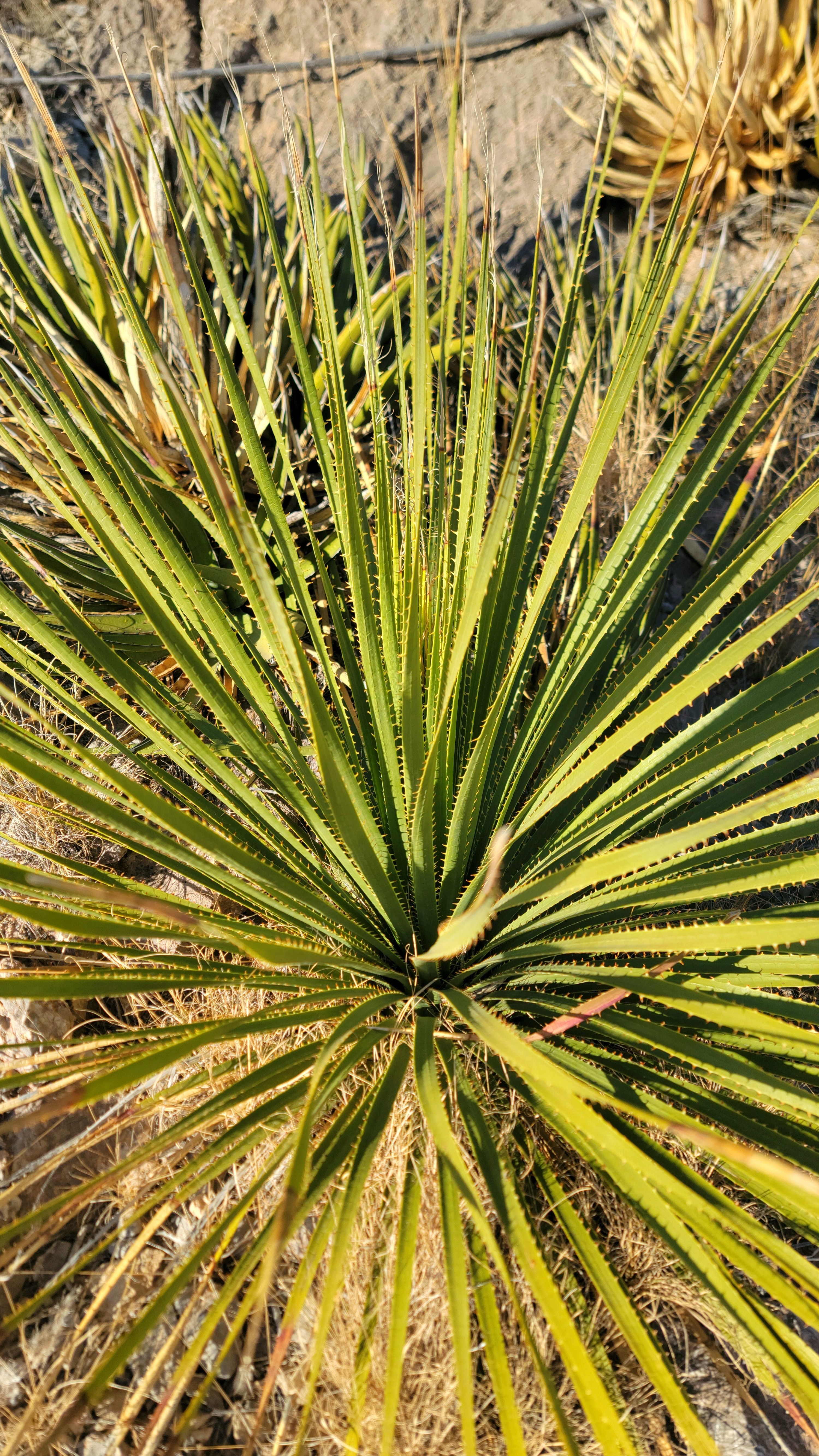 Macro Photography of Plant · Free Stock Photo