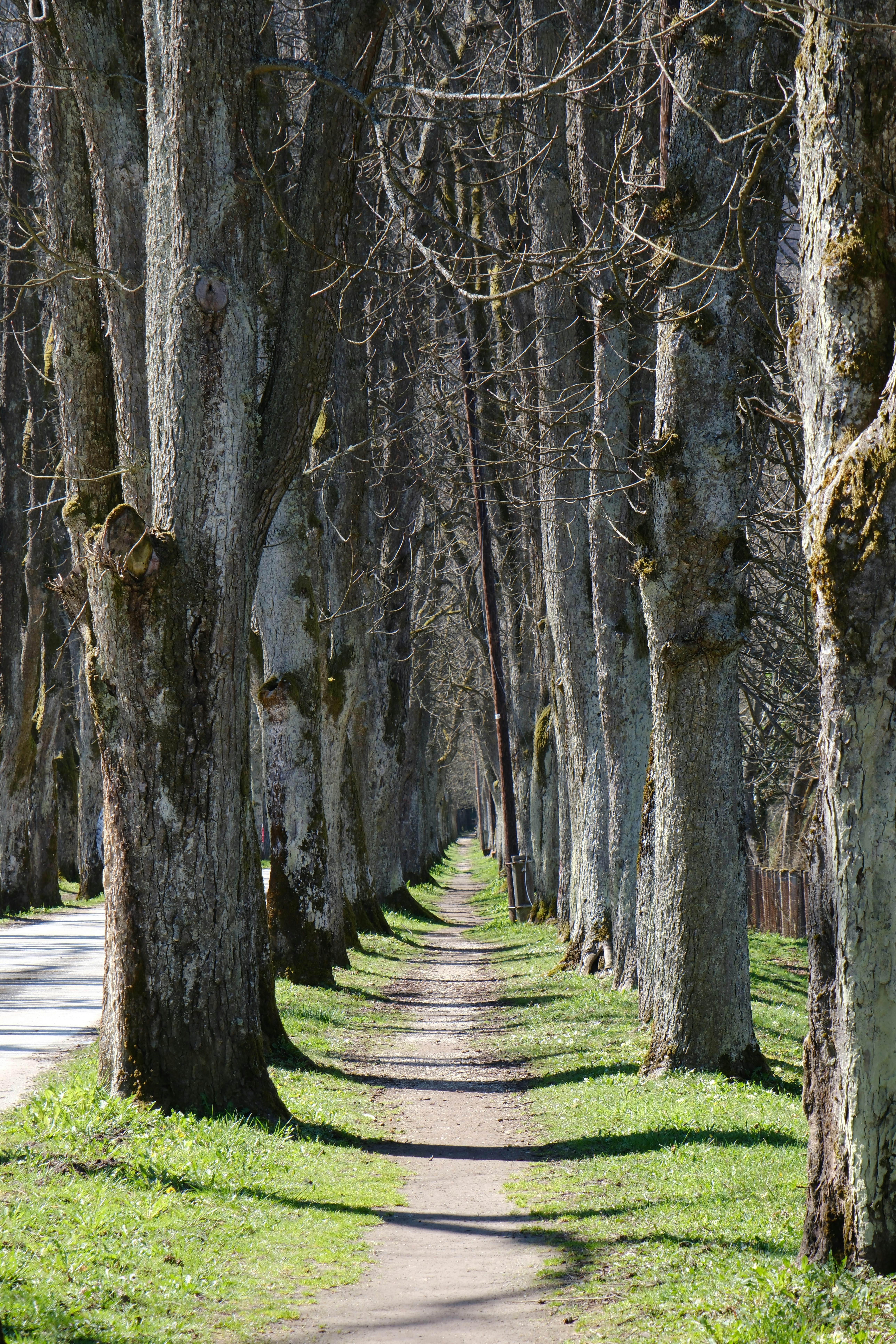 View of a Footpath between Trees in Sunlight · Free Stock Photo