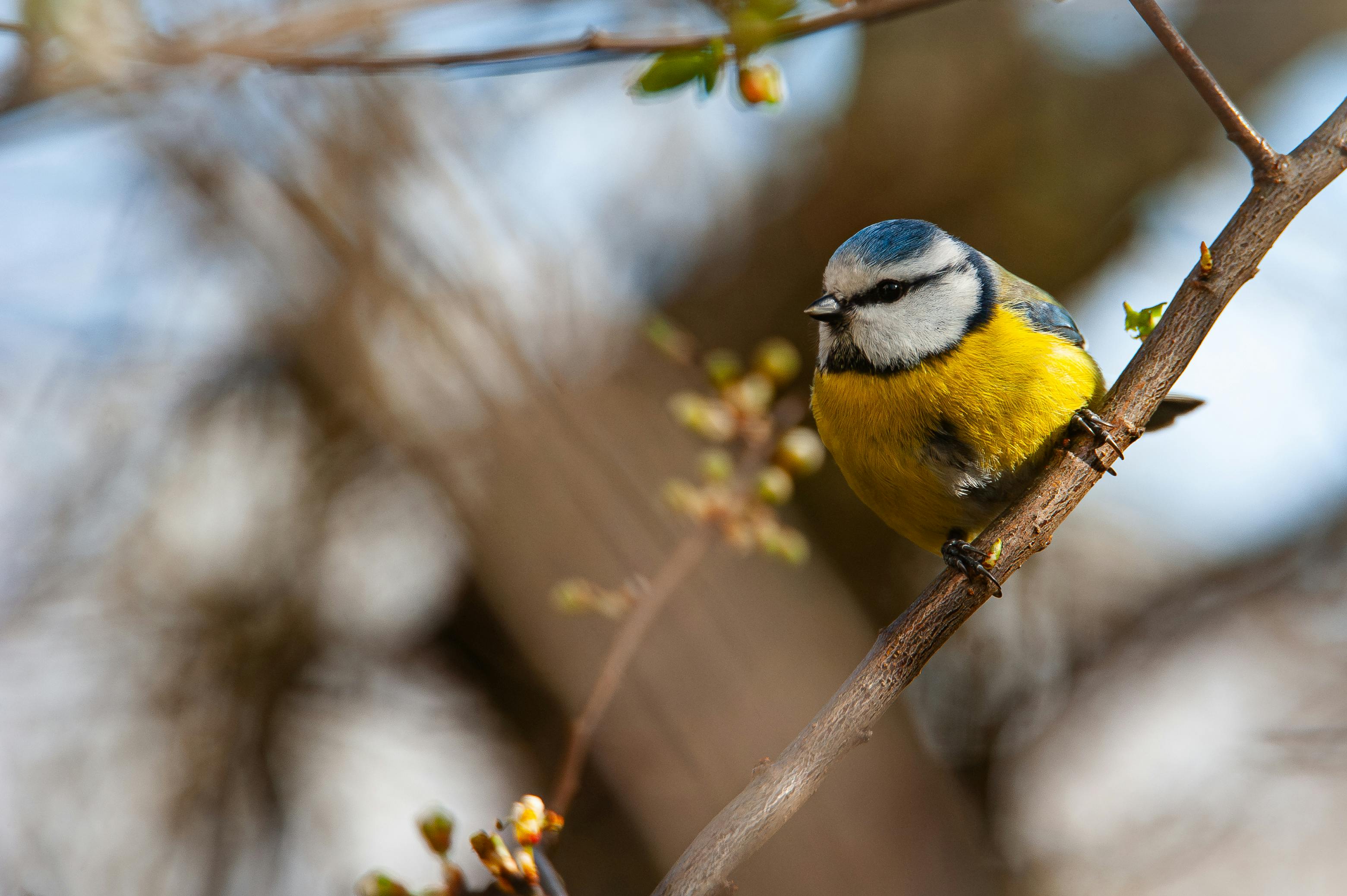 Felix Rehm - Fotografía