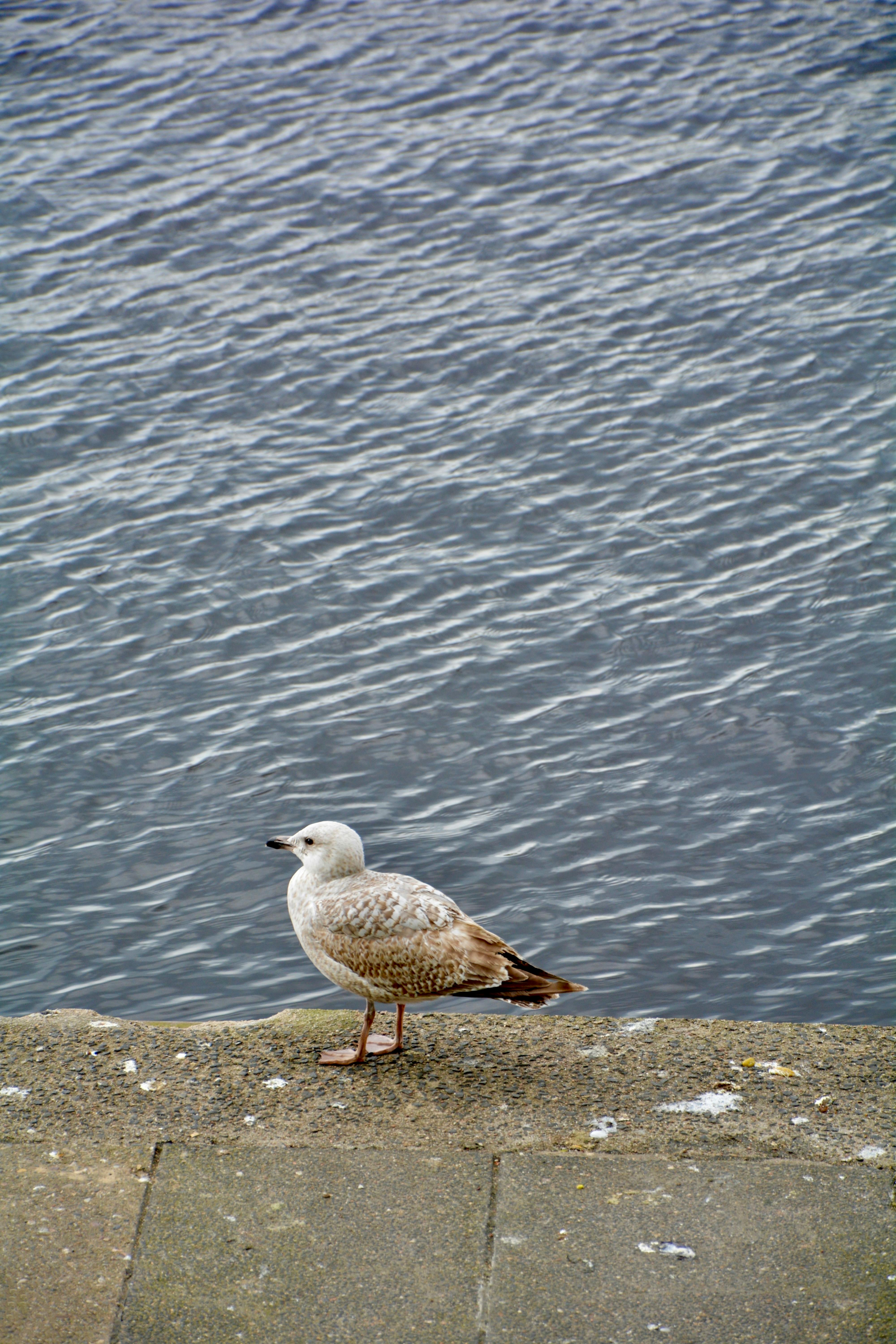 Gray Seagull Standing on the Quay · Free Stock Photo