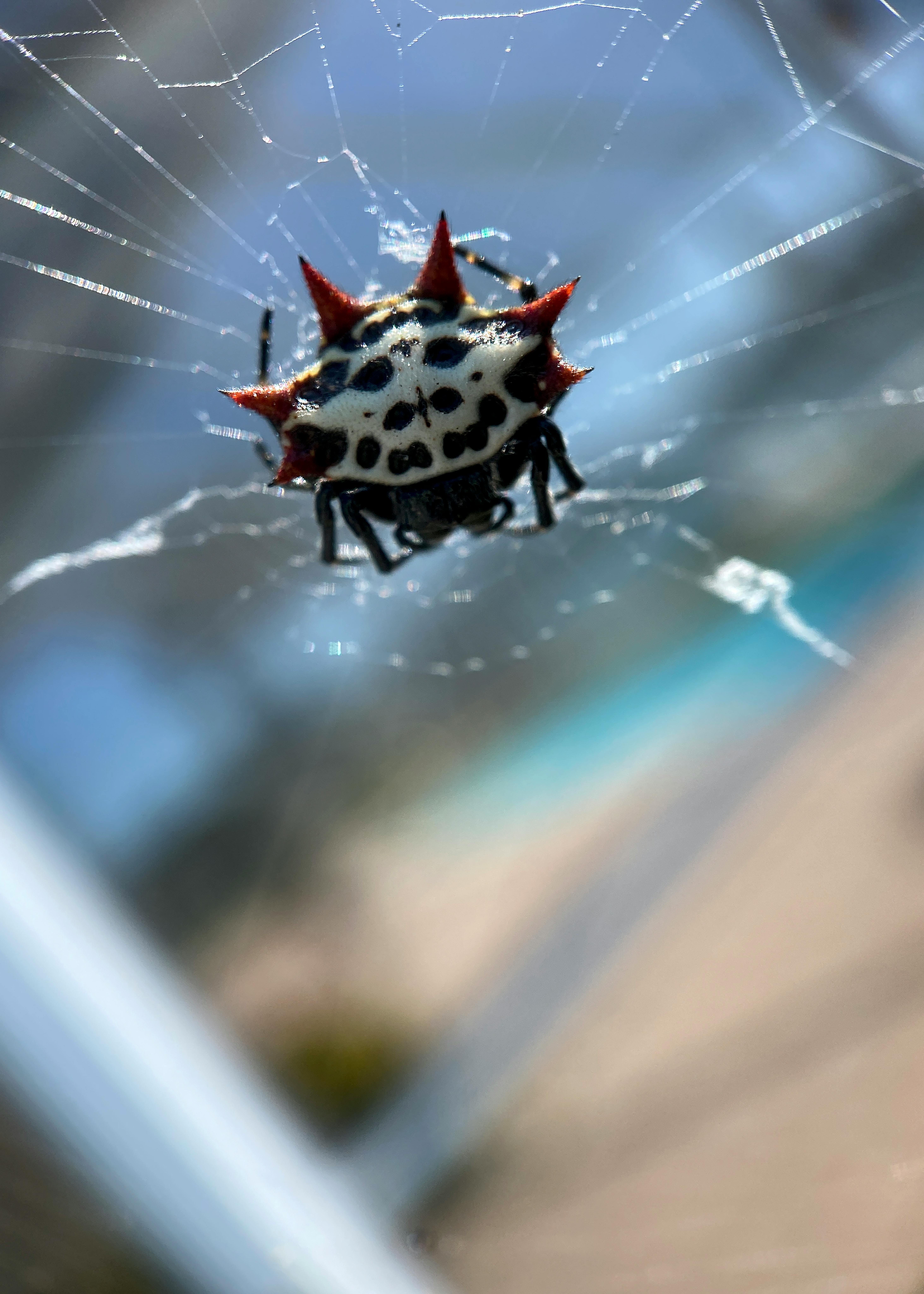 Spinybacked Orbweaver Lurking in the Middle of its Spider Web · Free ...