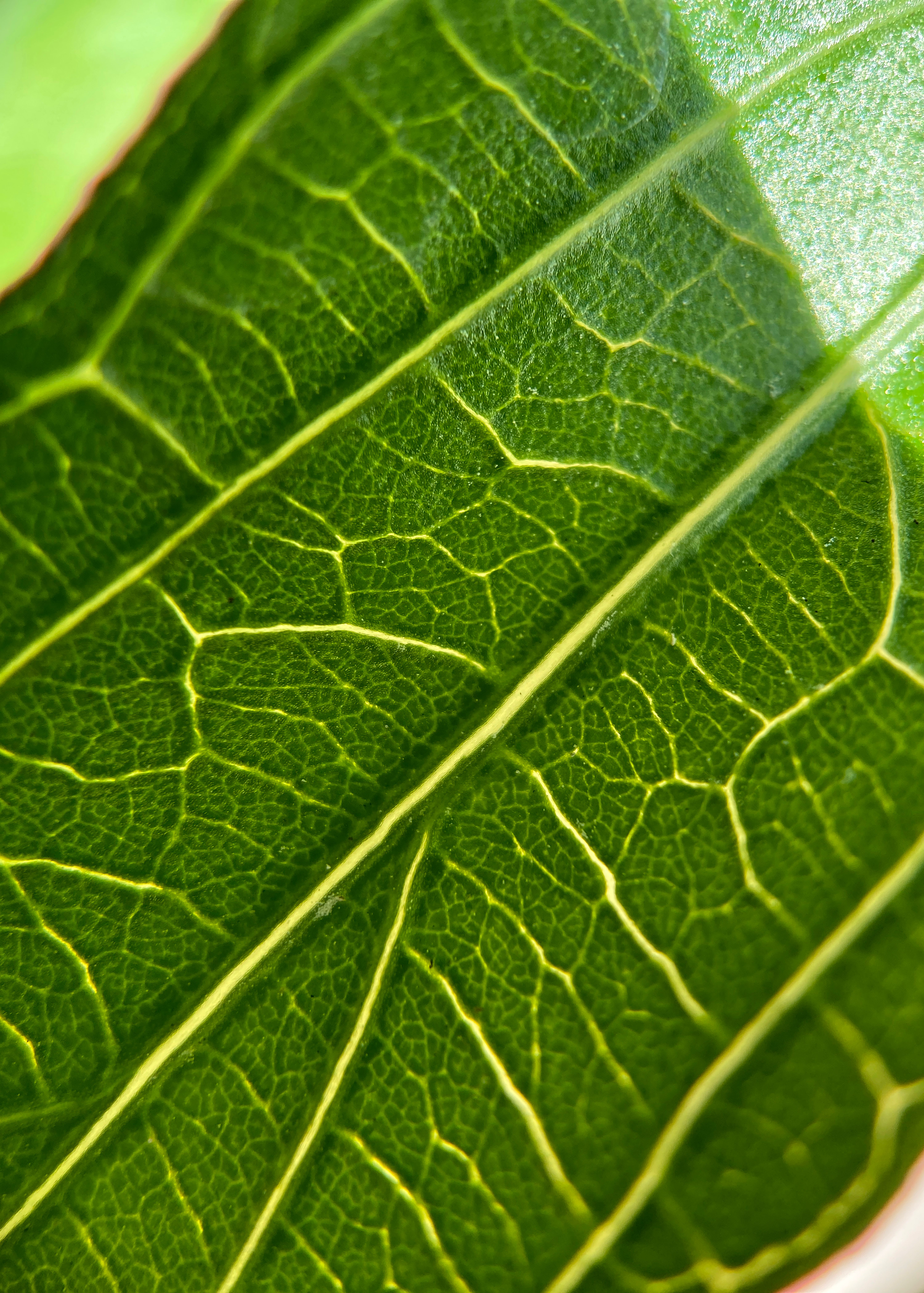 Close up of a Leaf · Free Stock Photo