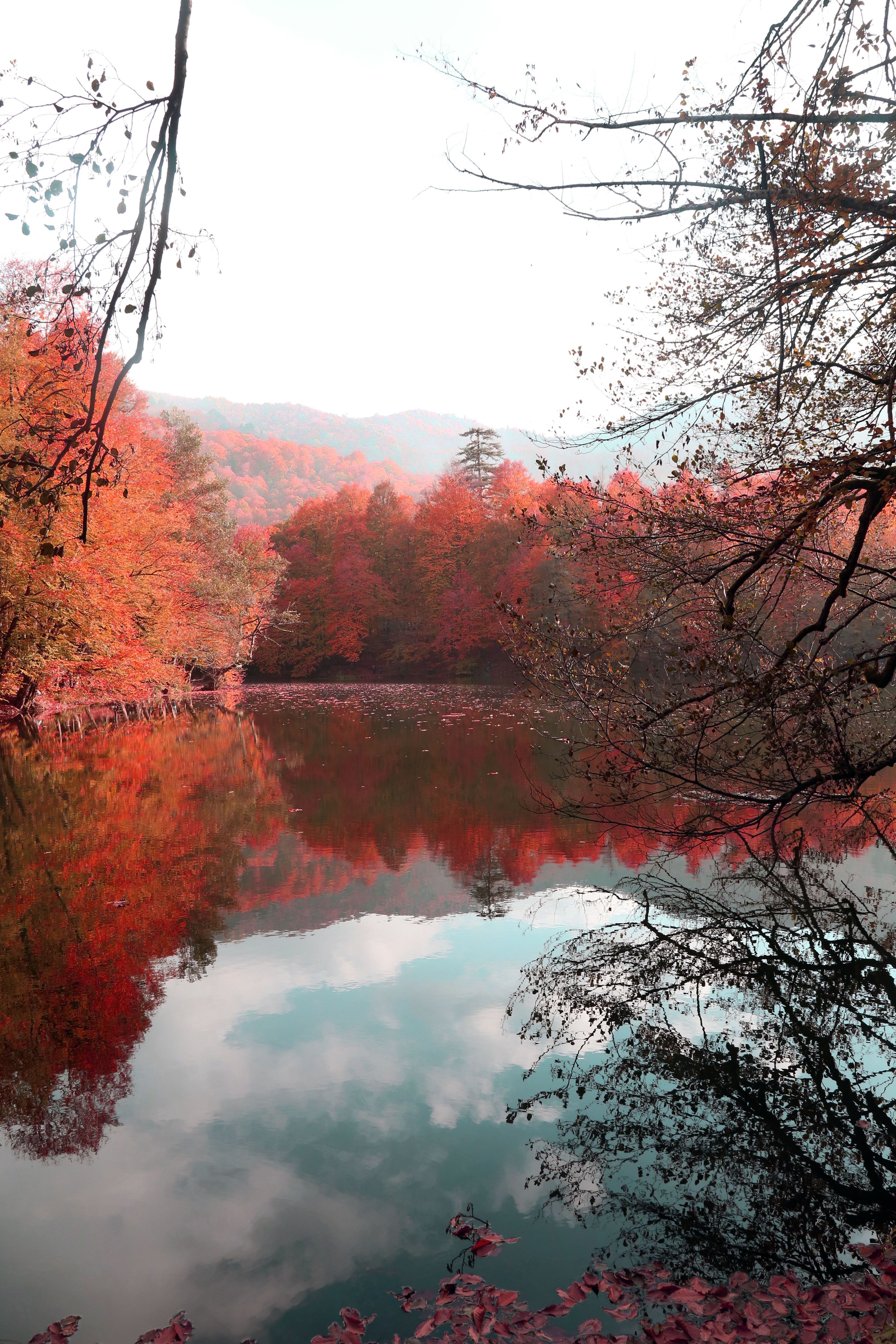 Red Trees Near Body of Water · Free Stock Photo