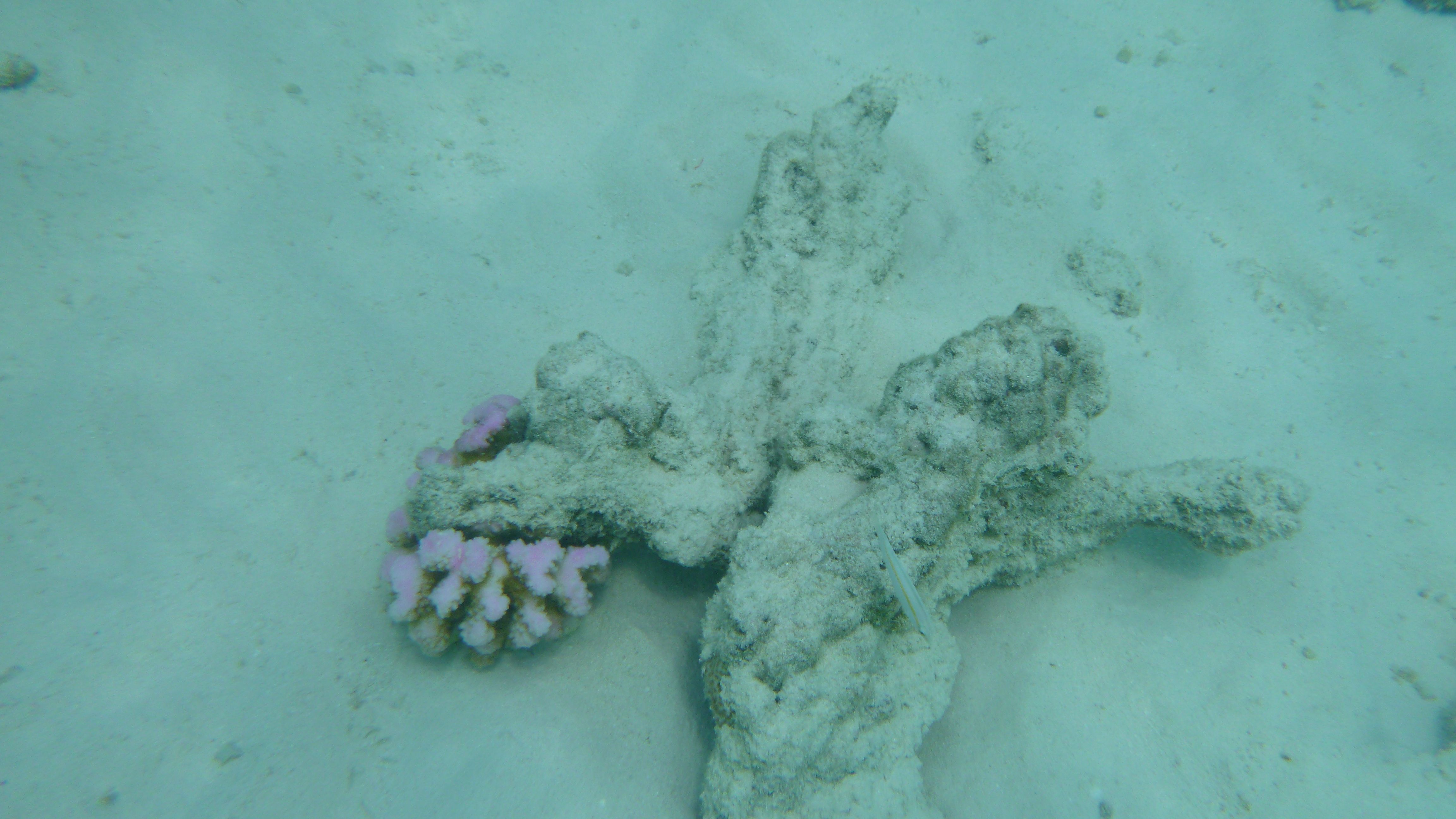 Underwater 239 Photos & Videos Collected by Ivaylo Parvanov