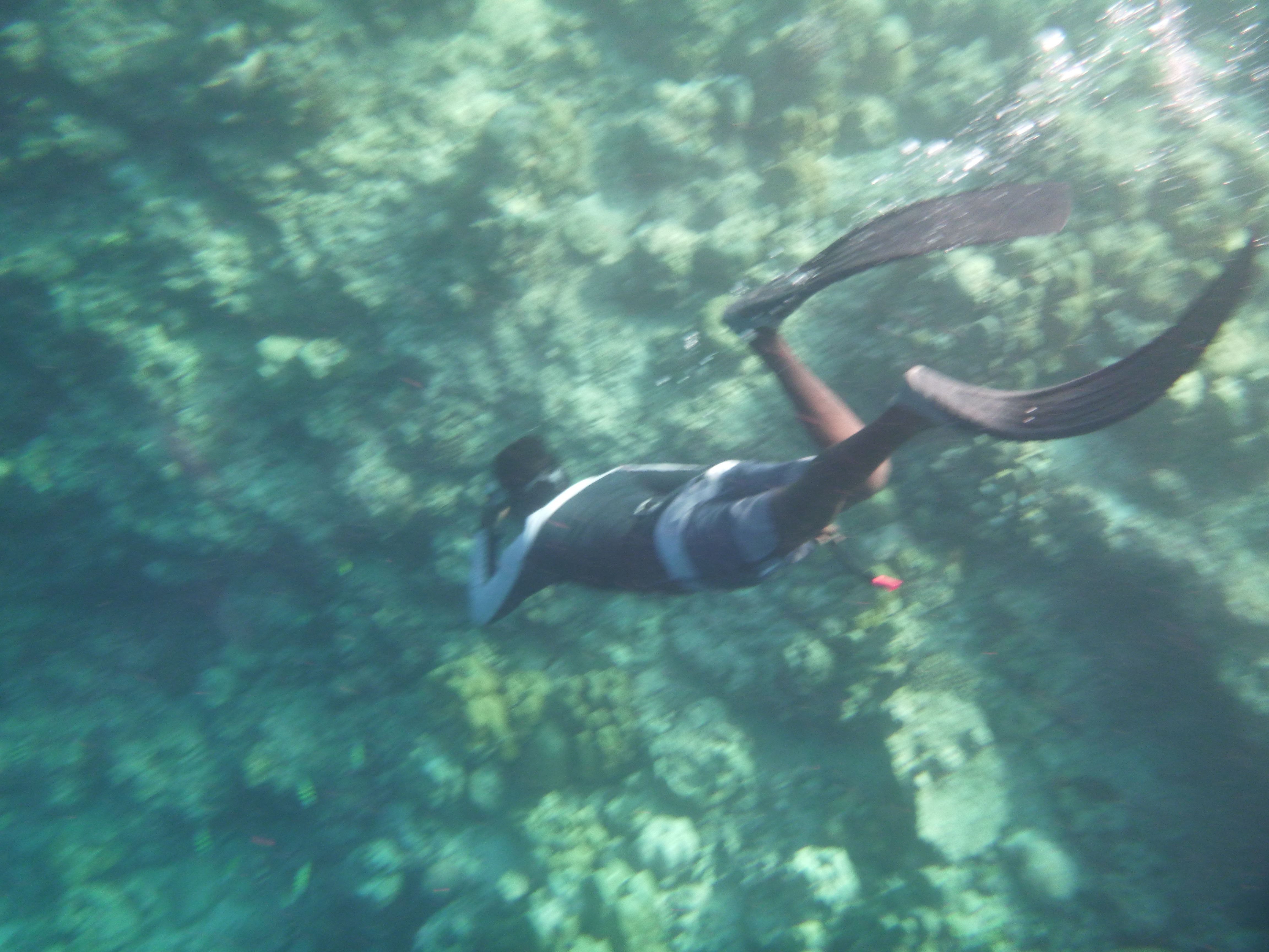 Underwater 239 Photos & Videos Collected by Ivaylo Parvanov