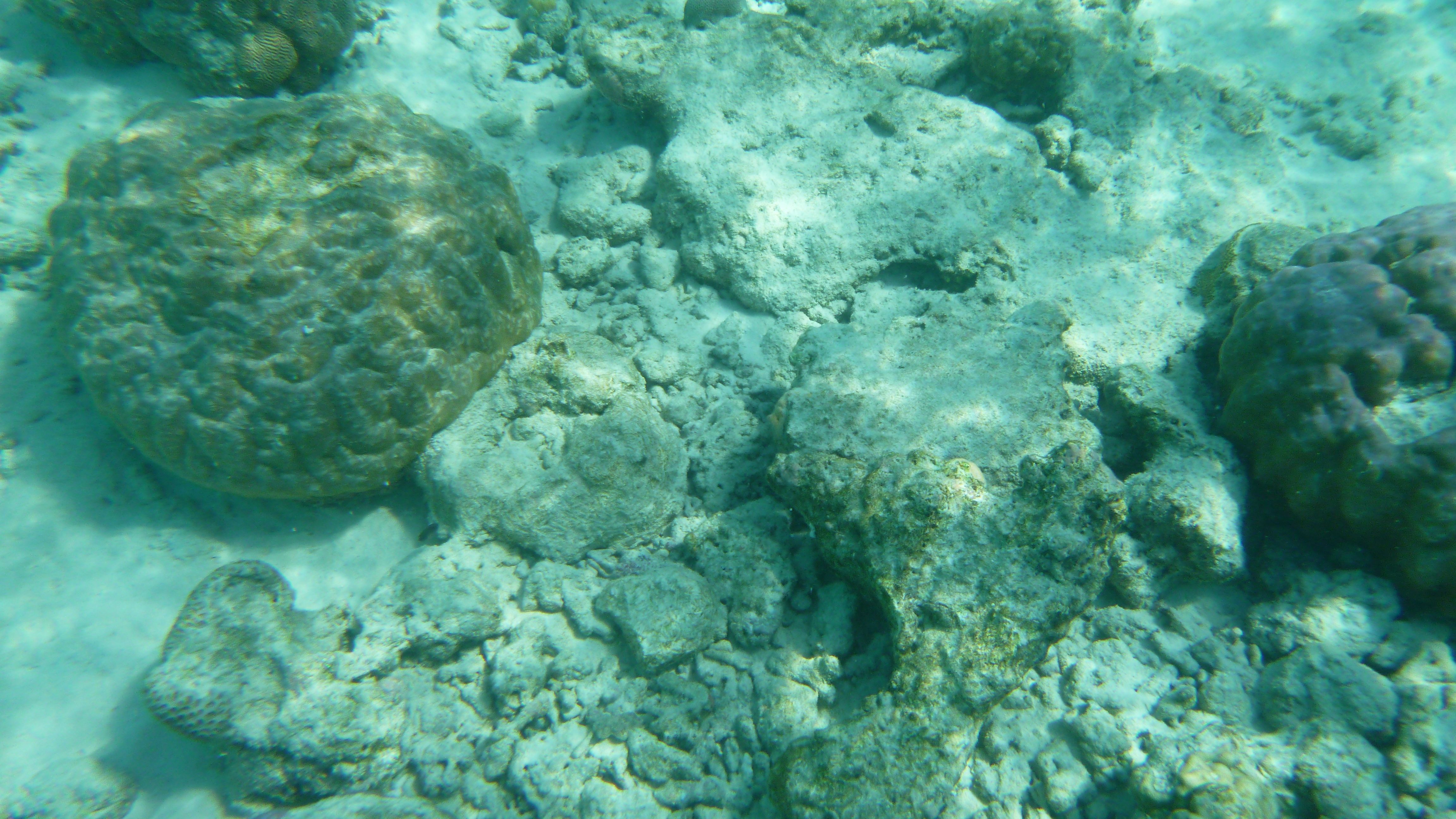 Underwater 239 Photos & Videos Collected by Ivaylo Parvanov
