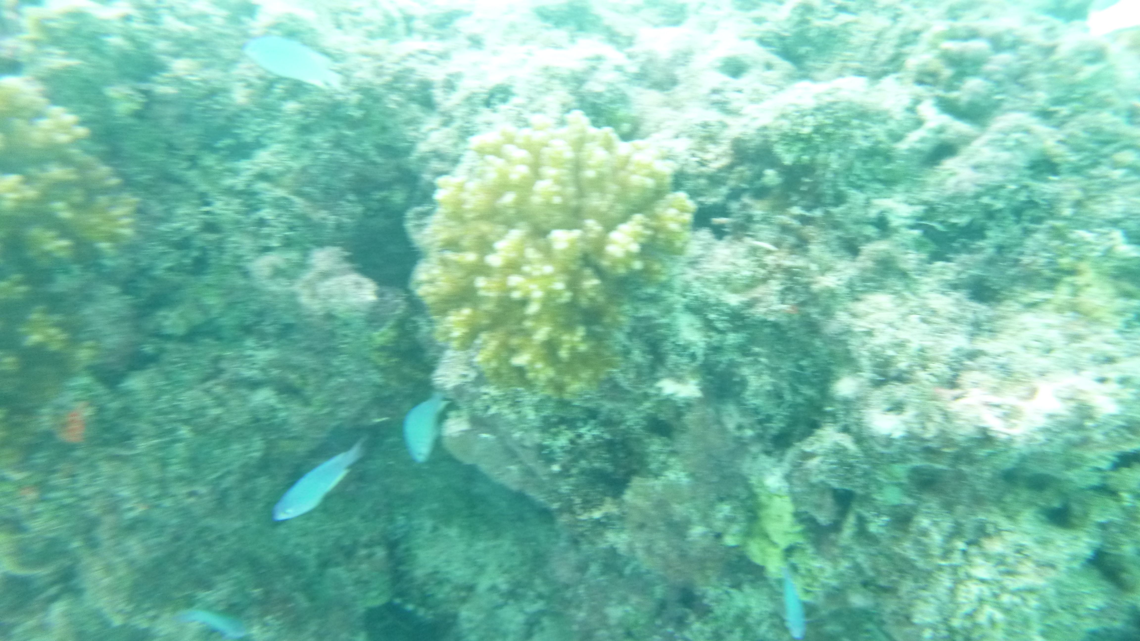 Underwater 239 Photos & Videos Collected by Ivaylo Parvanov