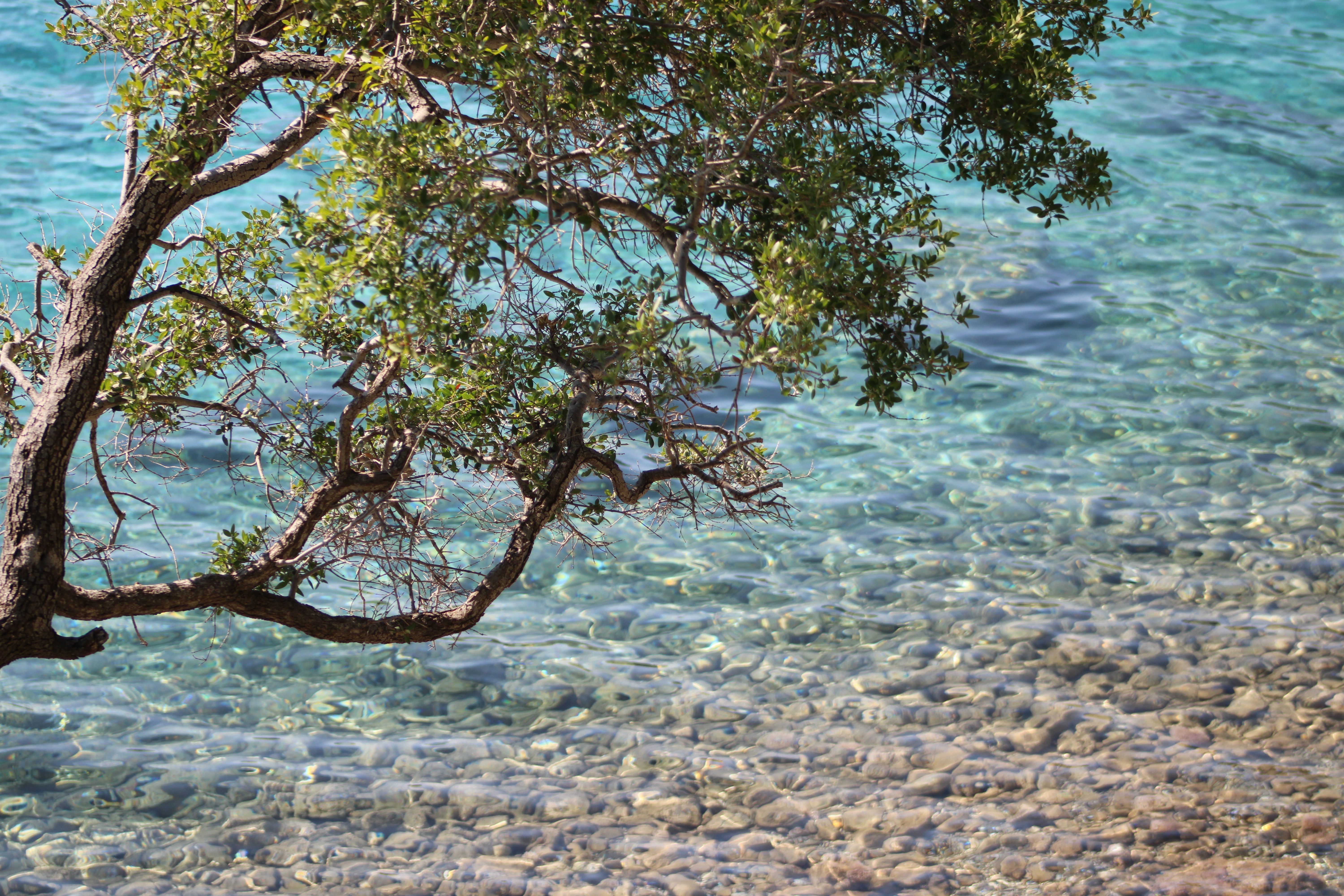 Tree Growing over a Clear Sea Water · Free Stock Photo