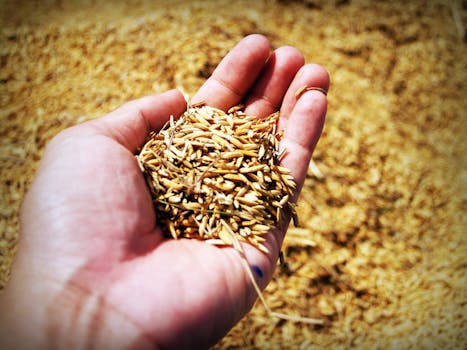 Rice Grain · Free Stock Photo