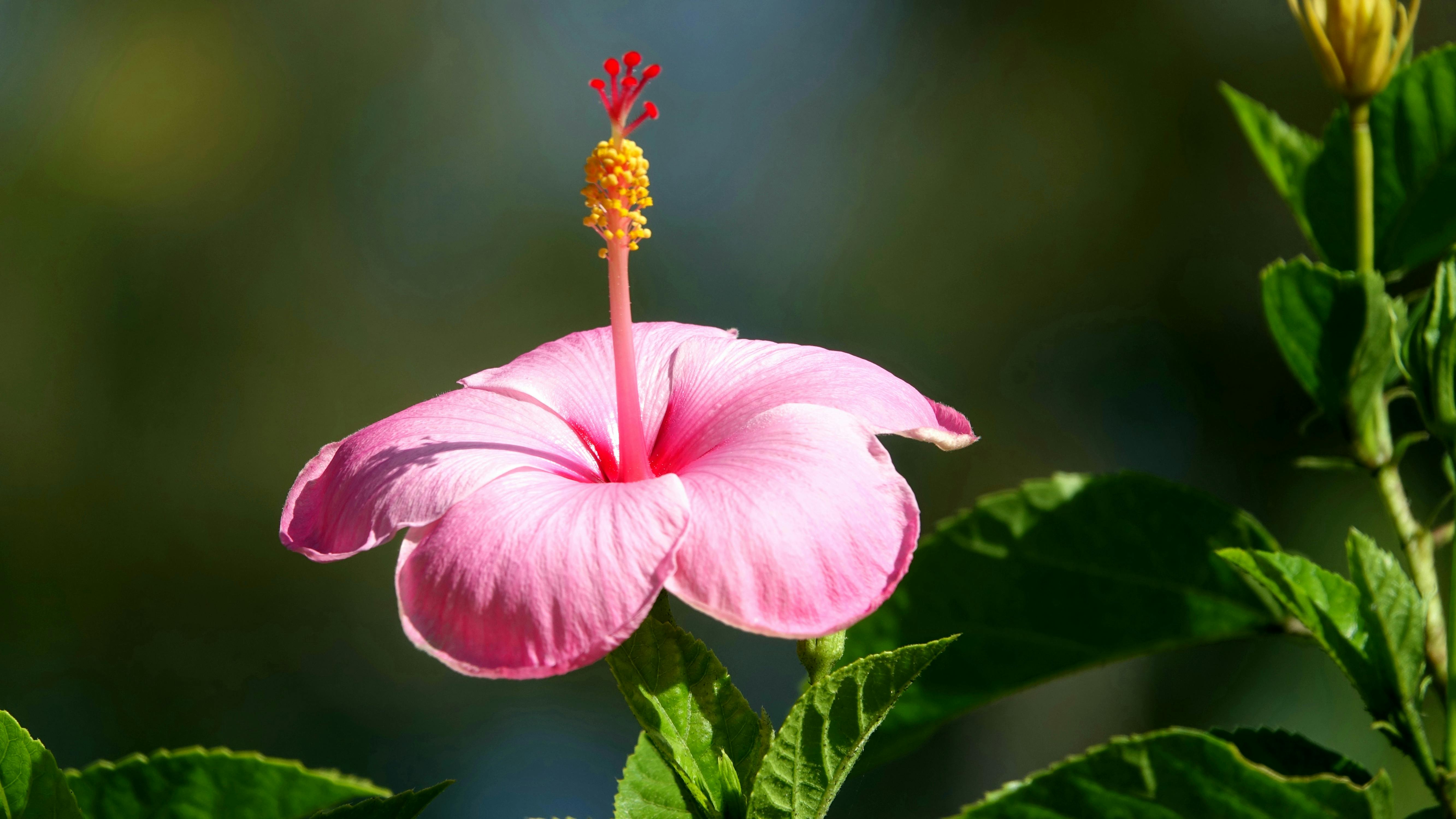 Hibiscus Gele Photos, Download The BEST Free Hibiscus Gele Stock Photos ...