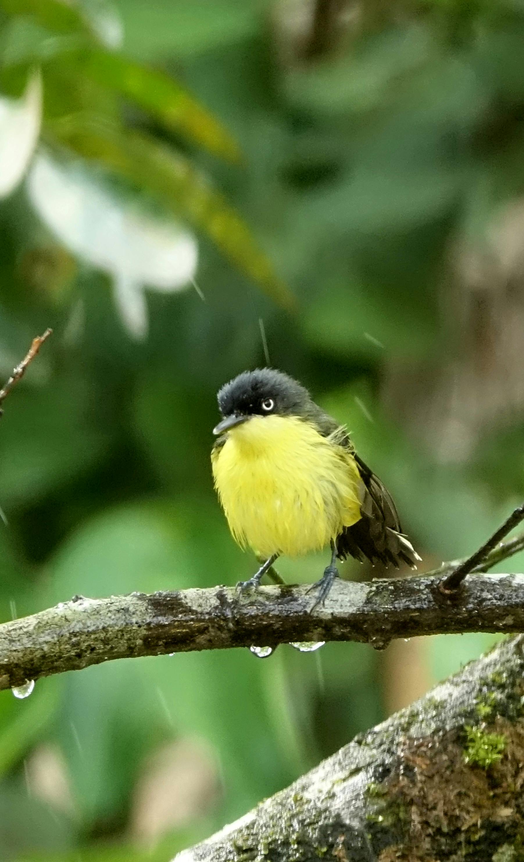 Common Tody-flycatcher Bird · Free Stock Photo