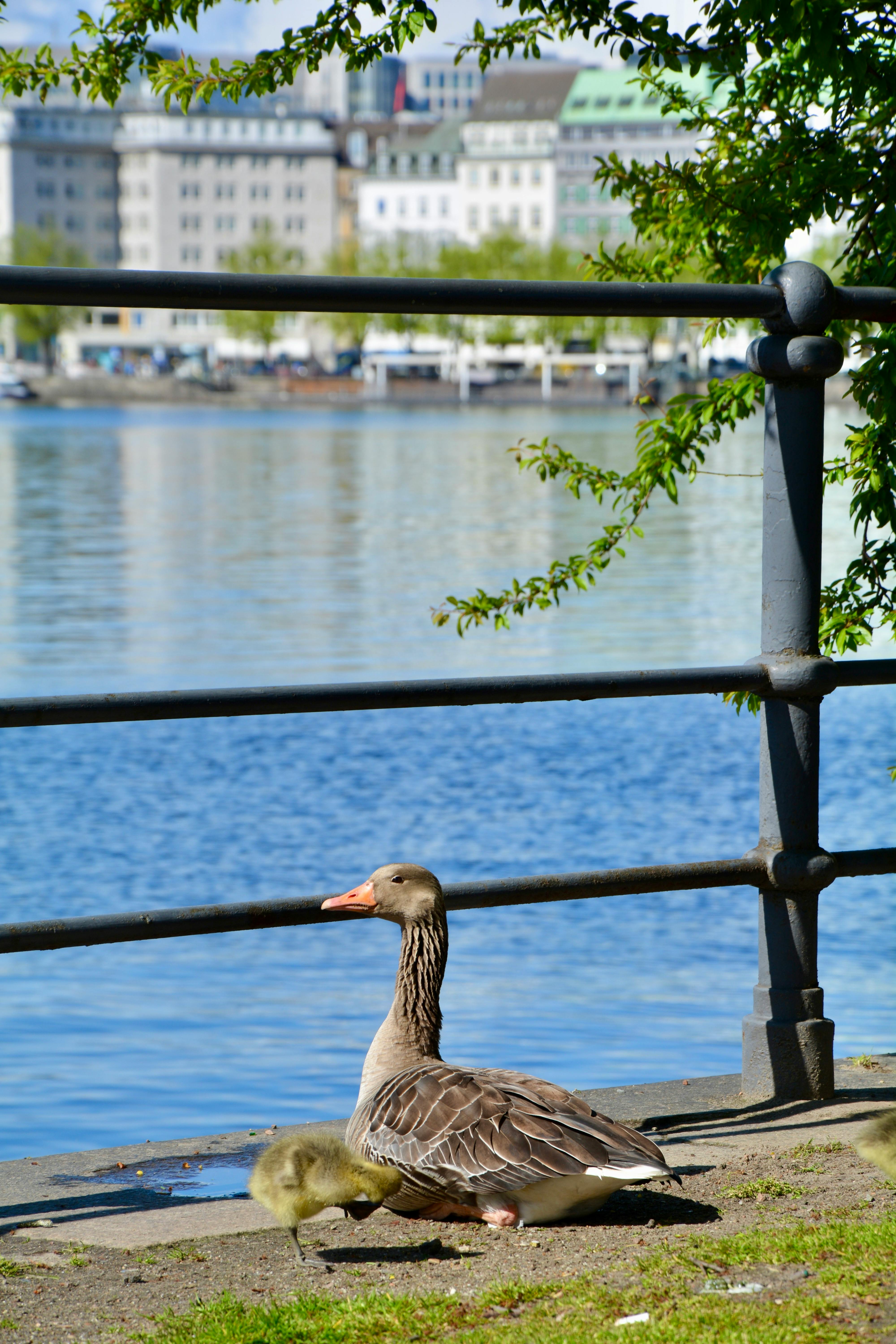 Animated Duck Photos, Download The BEST Free Animated Duck Stock Photos ...