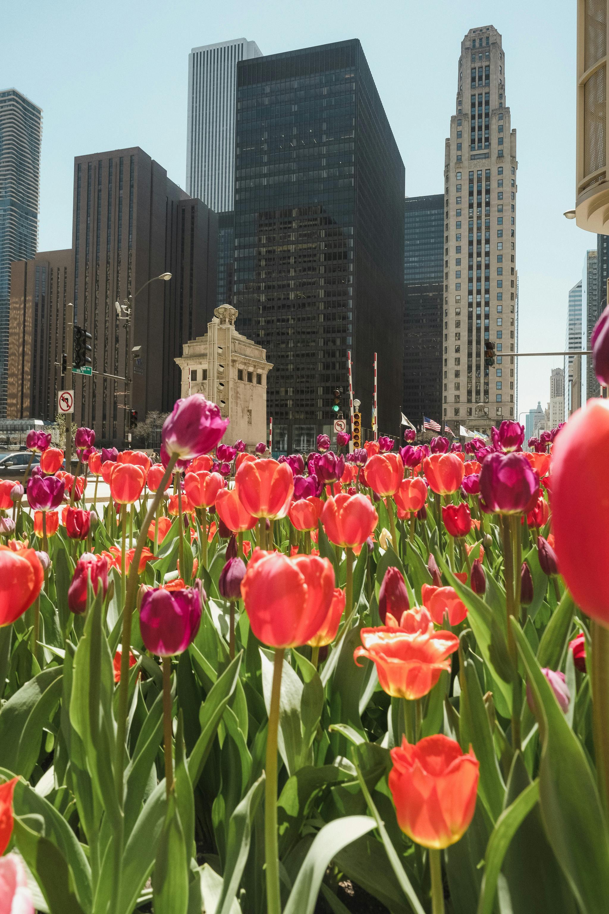 Tulips in Downtown Chicago · Free Stock Photo