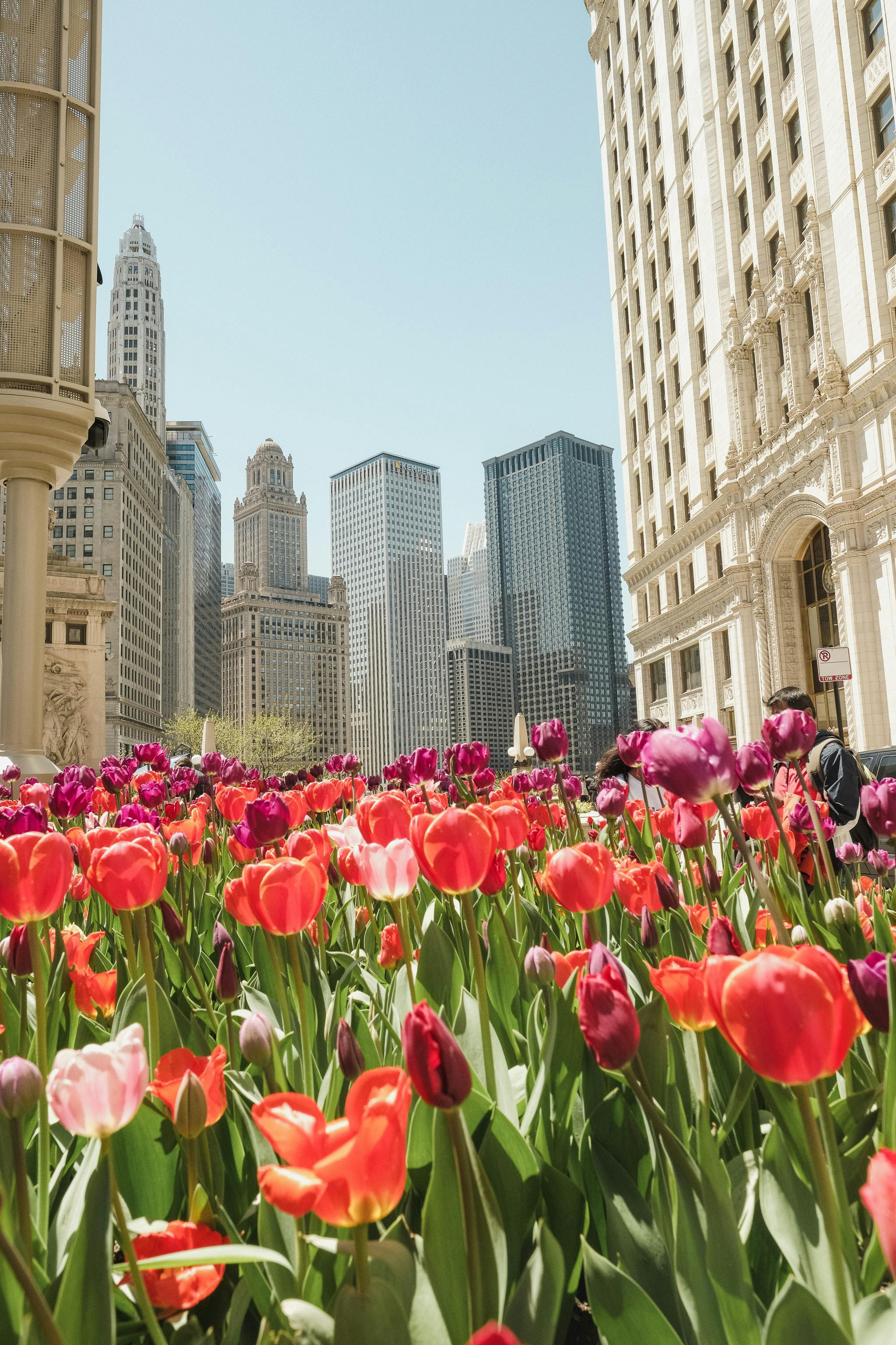 Tulips among Skyscrapers in Chicago · Free Stock Photo