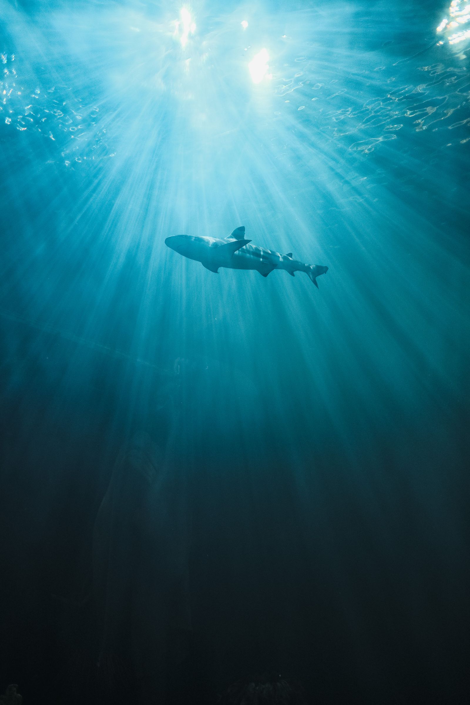 Shark+Pfp Photos, Download The BEST Free Shark+Pfp Stock Photos & HD Images